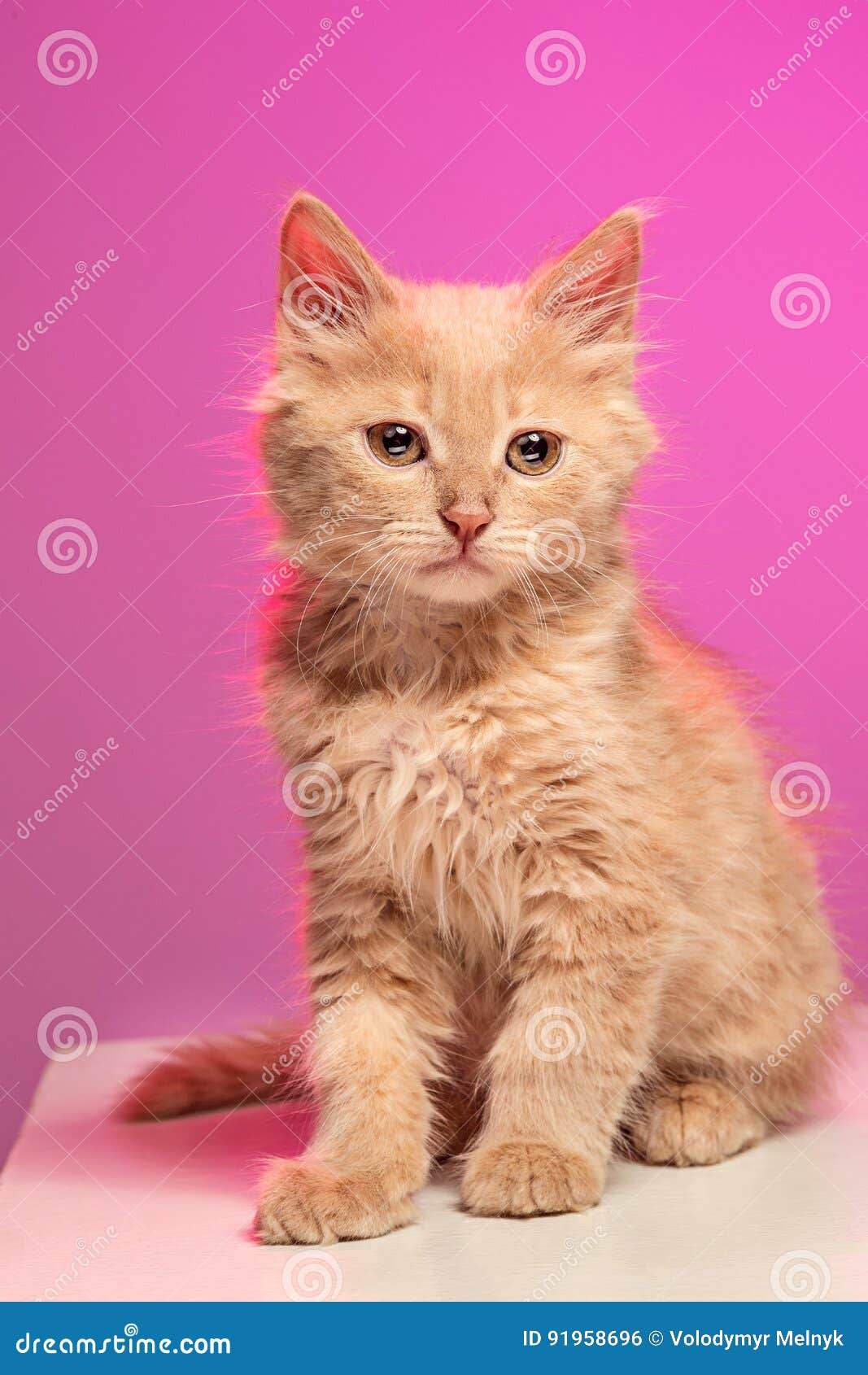 O gato no fundo branco foto de stock. Imagem de vermelho - 91958696