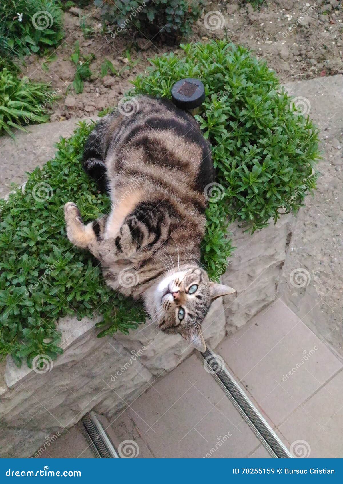 O gato relaxa imagem de stock. Imagem de relaxe, cara - 70255159