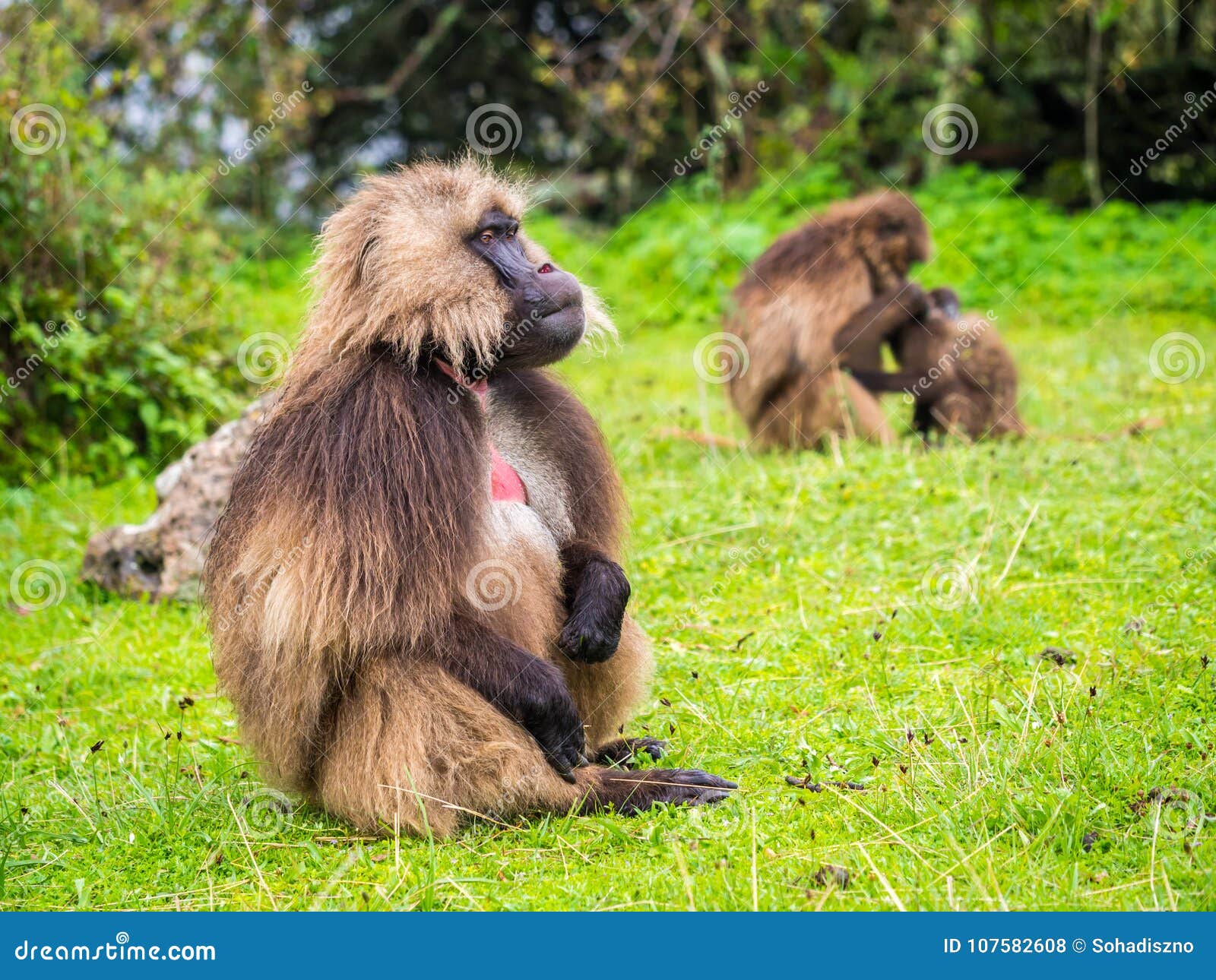 O Gelada De Gelada Theropithecus Monkeys Em Montanhas De Semien, Ethio ...