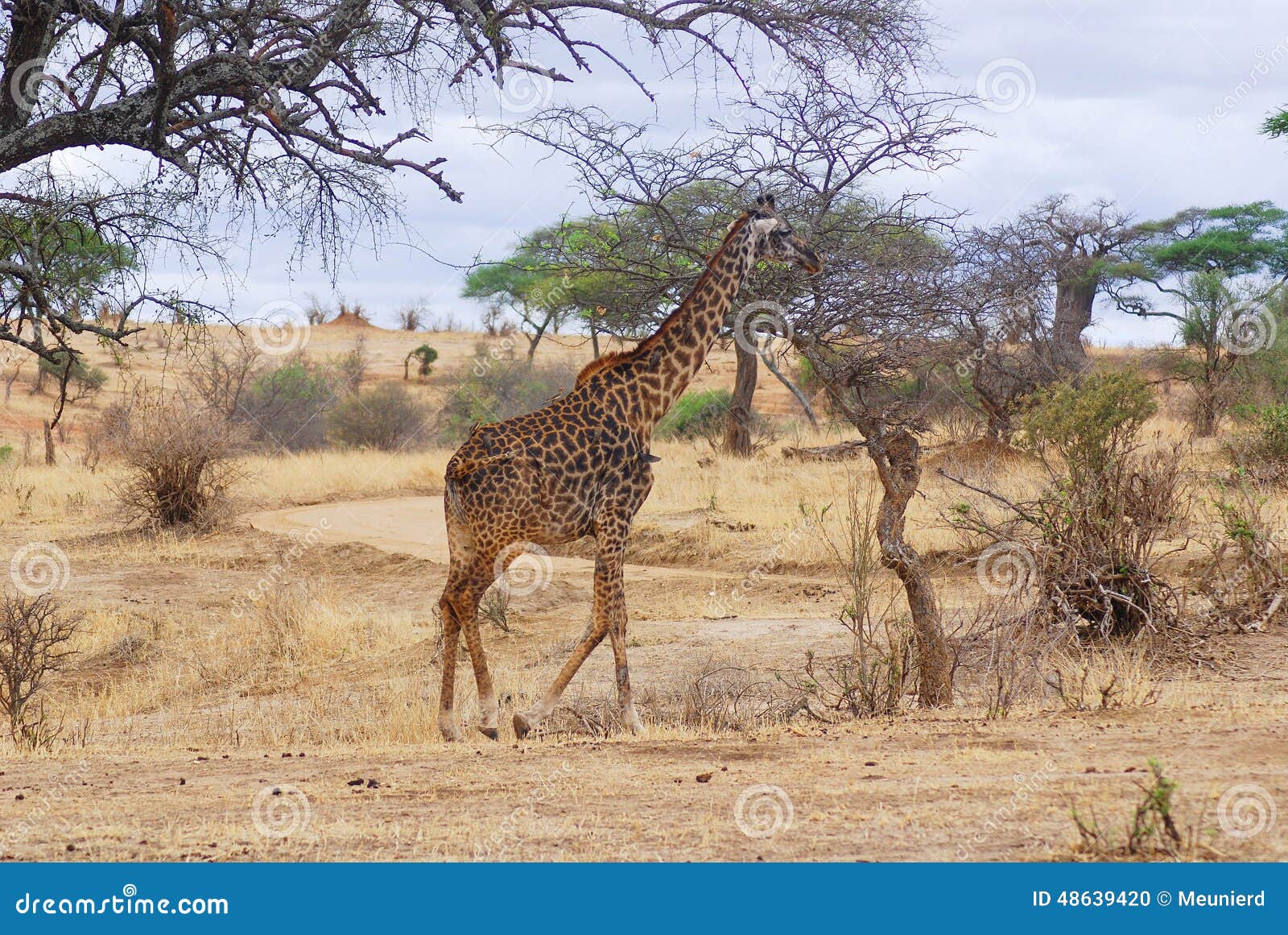O girafa foto de stock. Imagem de boca, nave, maior, chifre - 48639420
