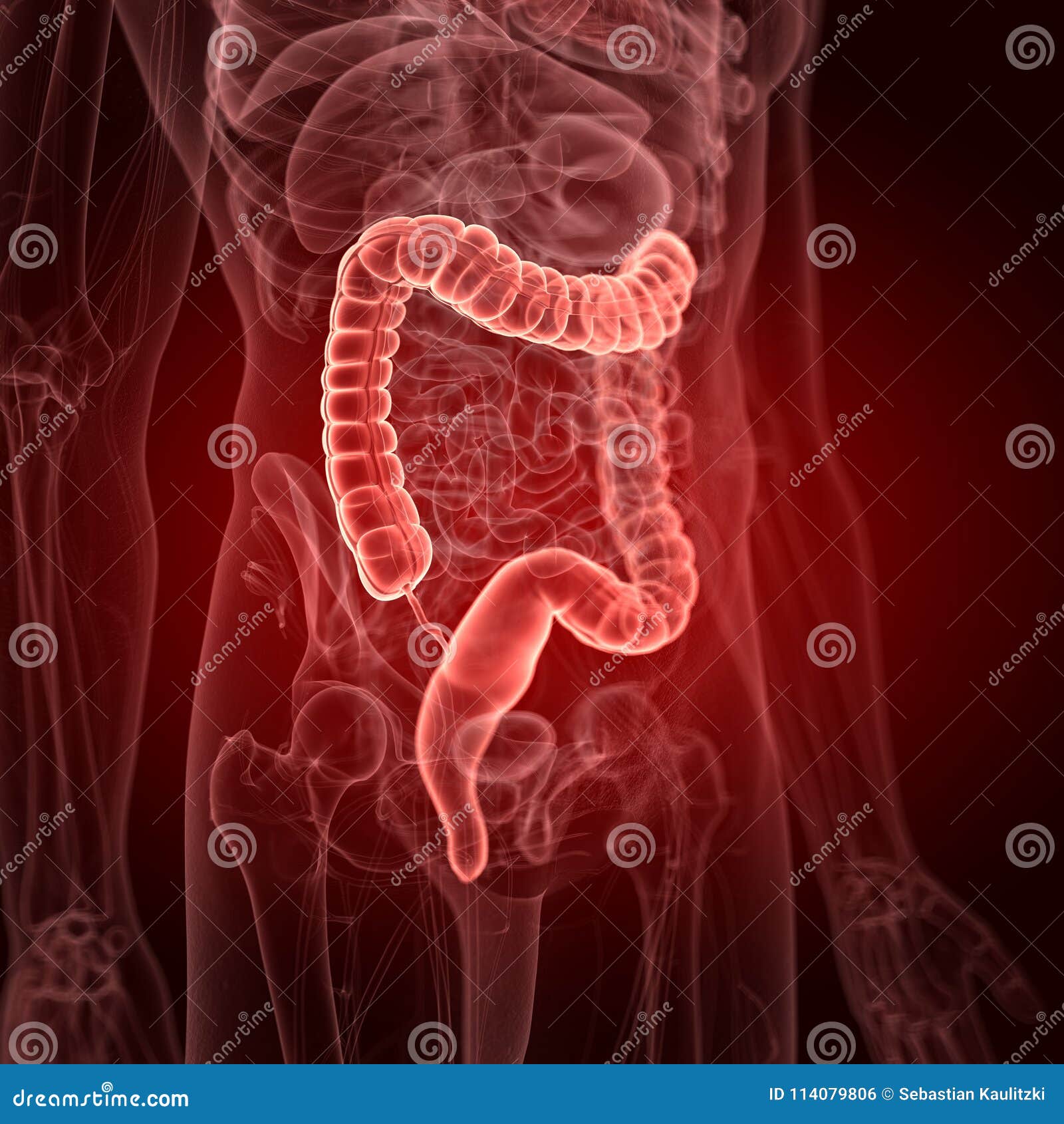 O grande intestino ilustração stock. Ilustração de anatômico - 114079806