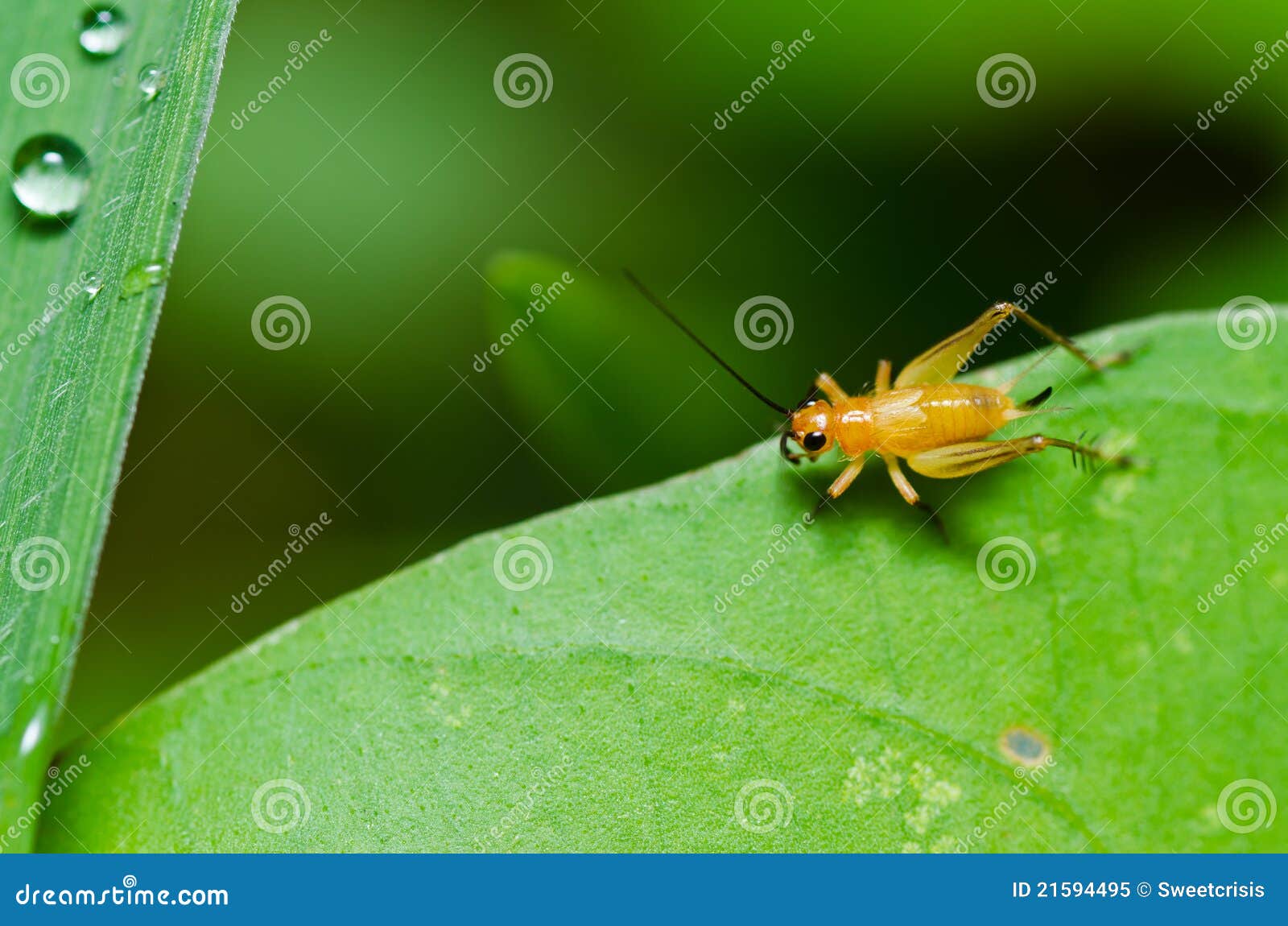 O Grilo Preto Comum Na Natureza Verde Imagem de Stock - Imagem de ...