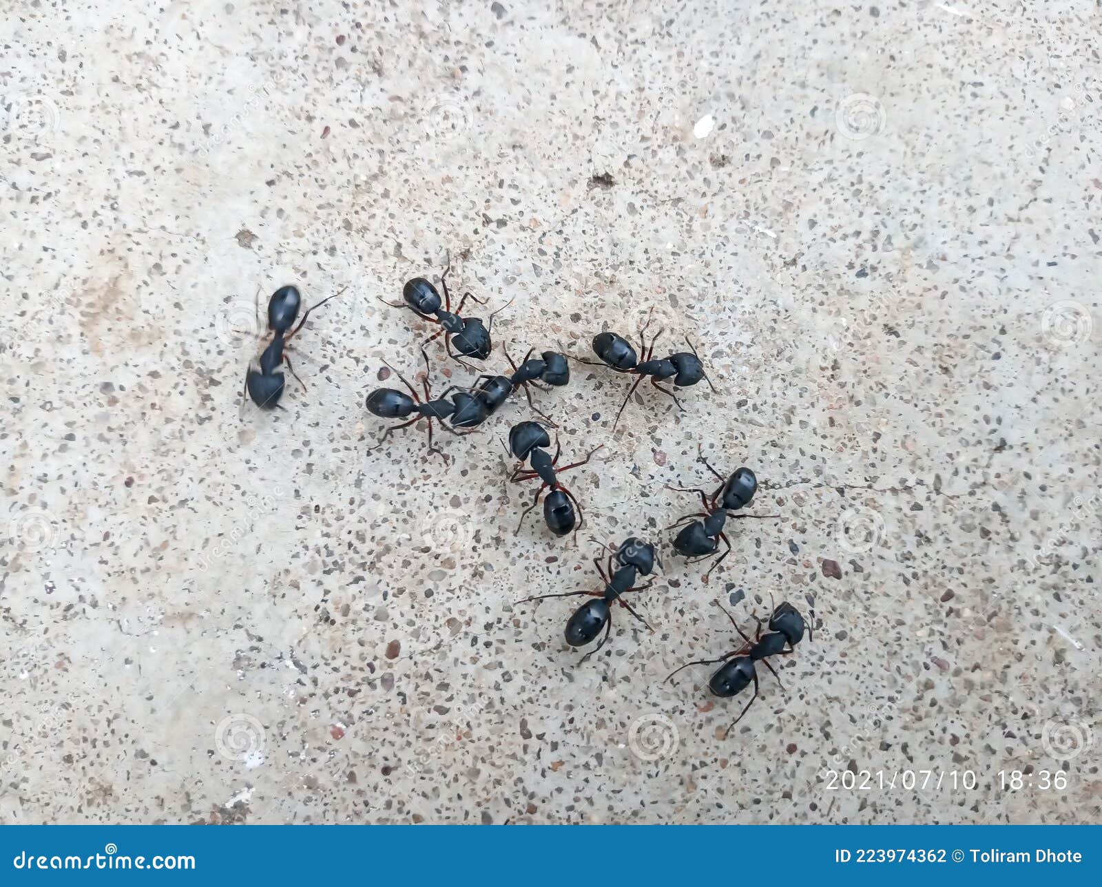 O grupo da formiga preta. foto de stock. Imagem de praga - 223974362