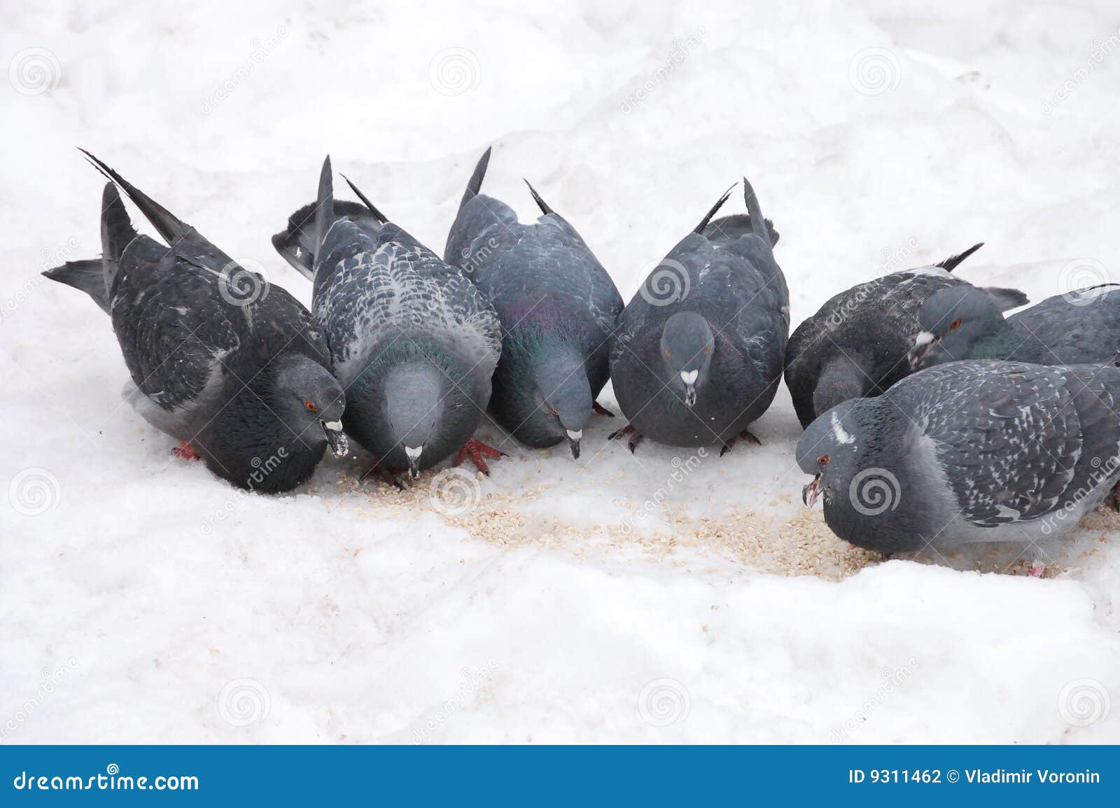 O grupo de pombos come foto de stock. Imagem de cinzento - 9311462