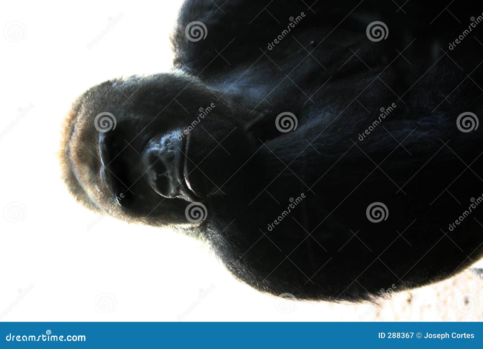 O homem do macaco imagem de stock. Imagem de olho, primata - 288367