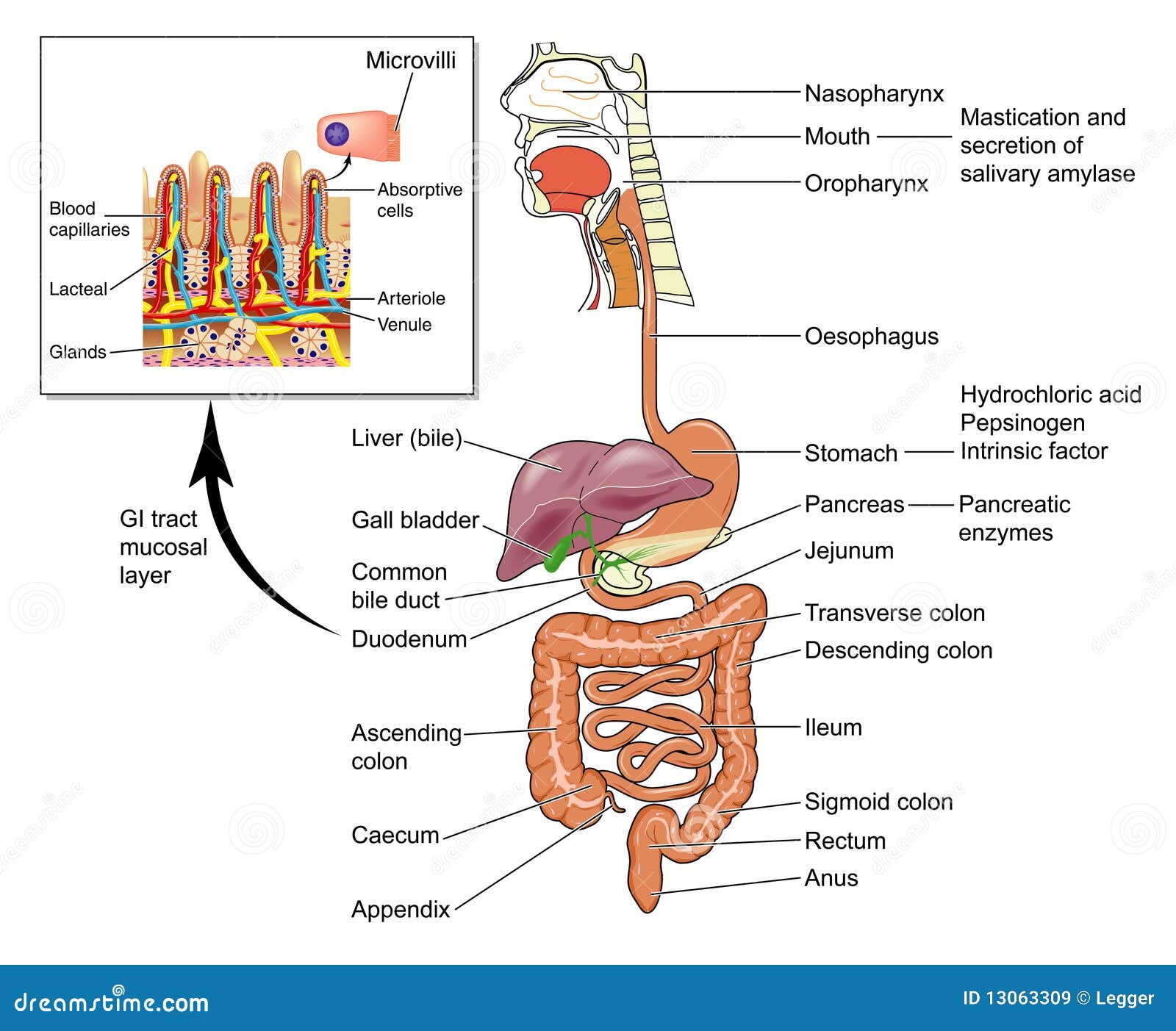 O intestino humano ilustração do vetor. Ilustração de boca - 13063309