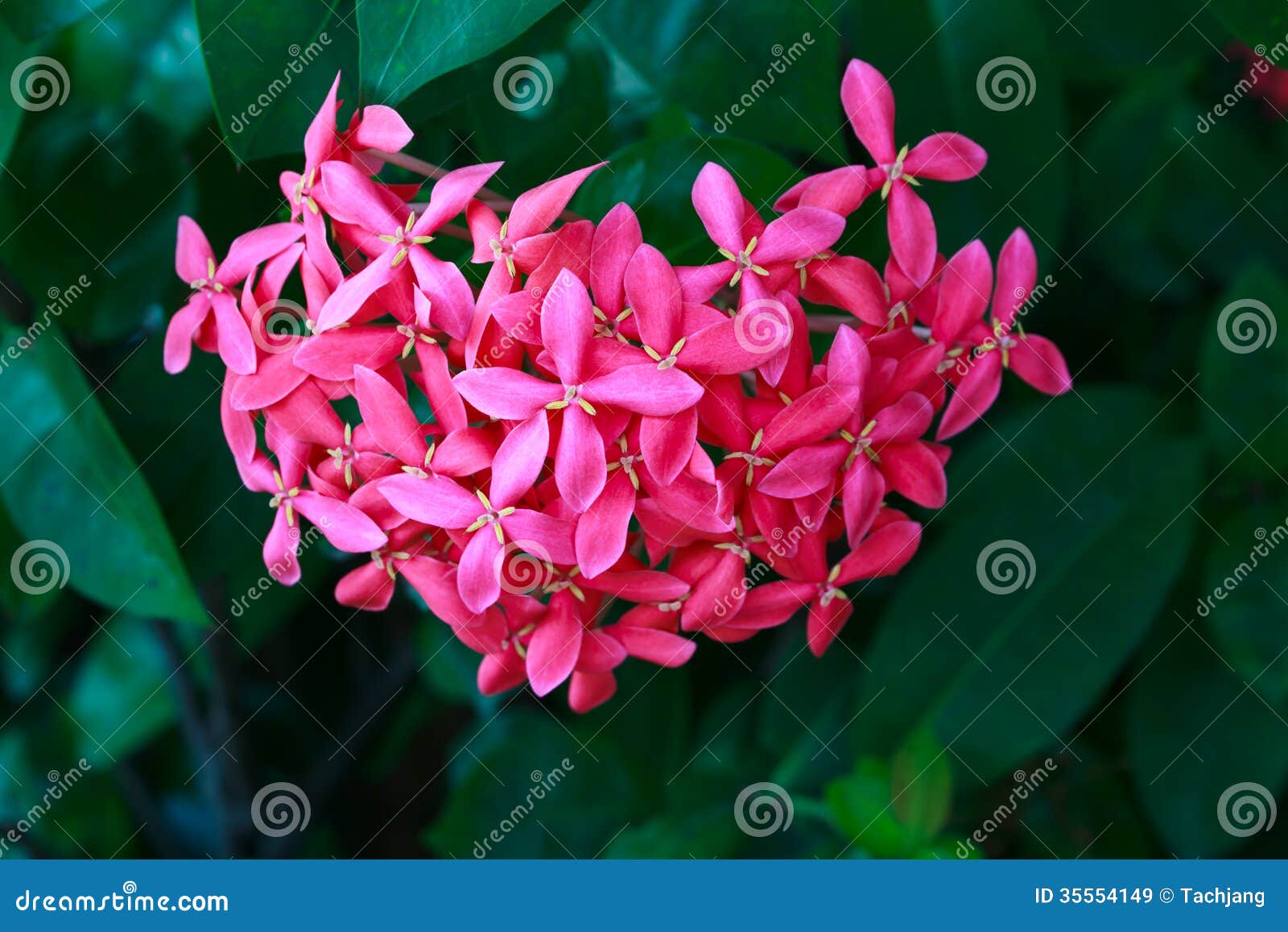 O Ixora Cor-de-rosa Tem a Forma Do Coração. Imagem de Stock - Imagem de ...