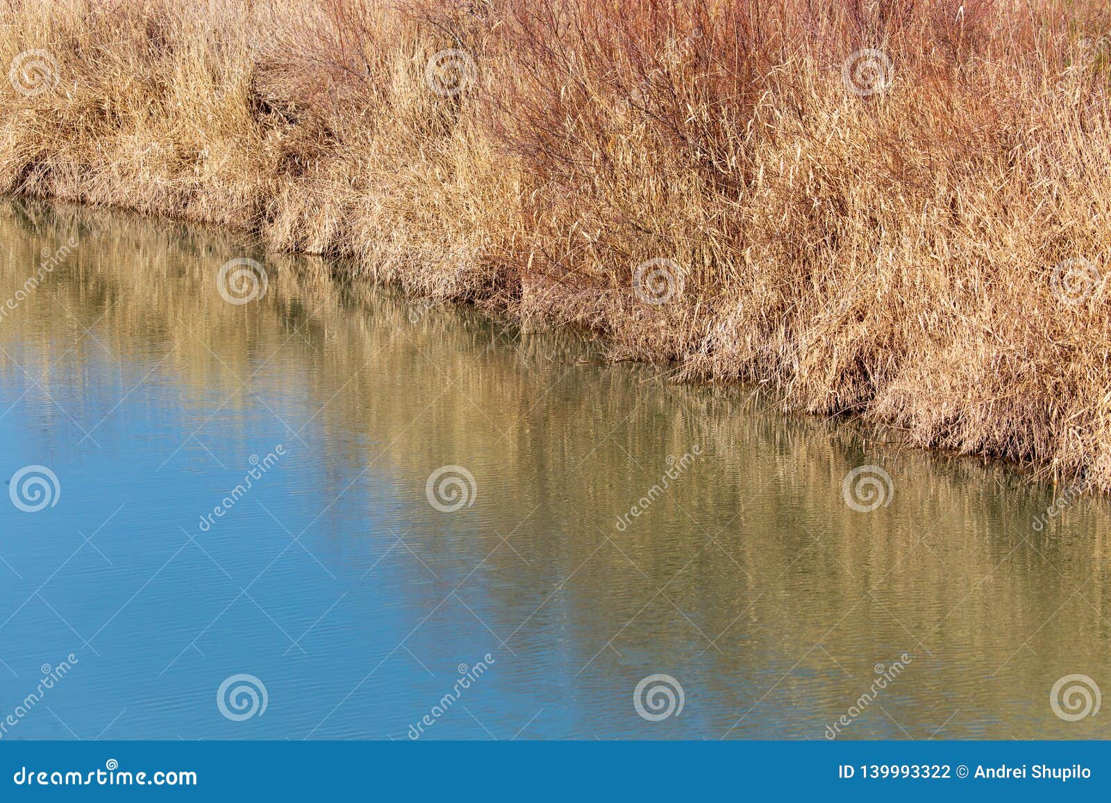 O Junco Seco Cresce No Banco De Rio Foto de Stock - Imagem de floral ...