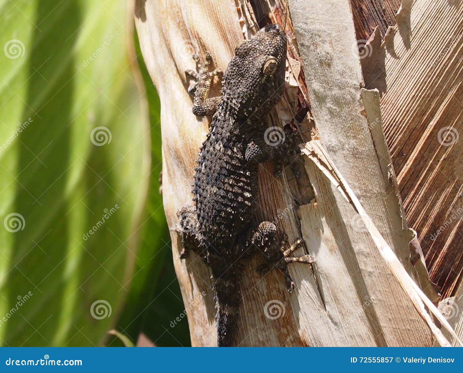 O lagarto preto pequeno imagem de stock. Imagem de animal - 72555857