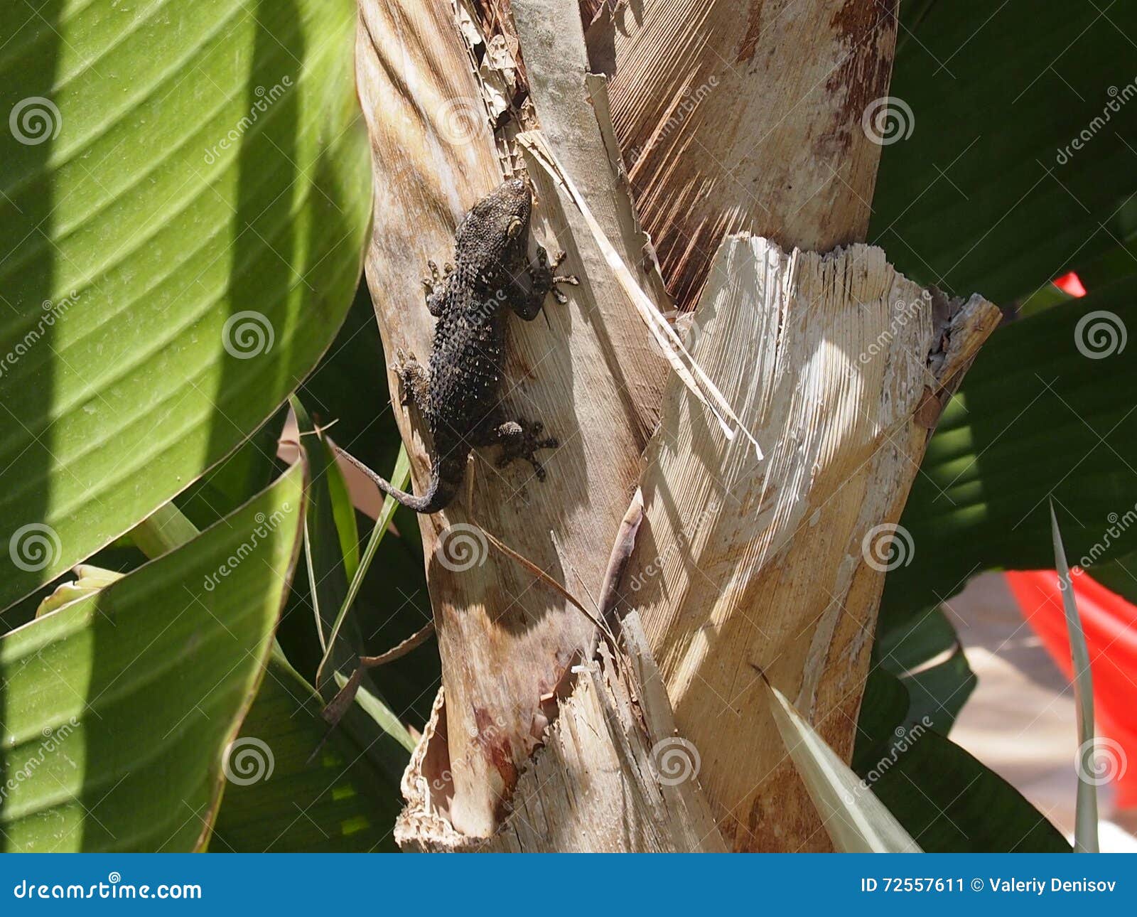 O lagarto preto pequeno imagem de stock. Imagem de réptil - 72557611