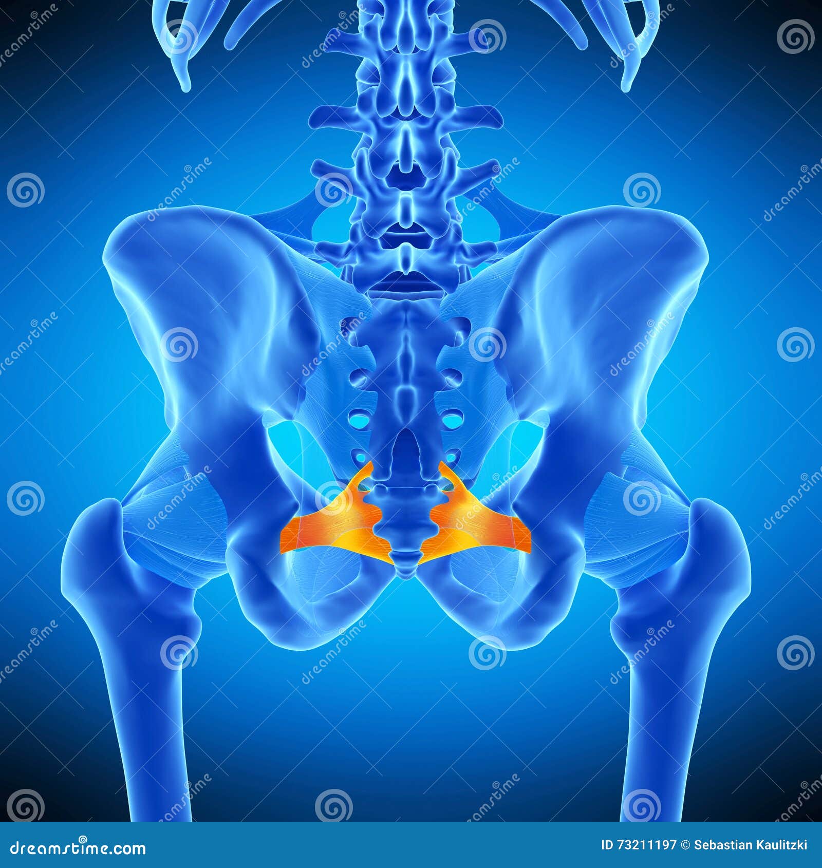 O ligamento sacrospinous ilustração stock. Ilustração de sacro - 73211197