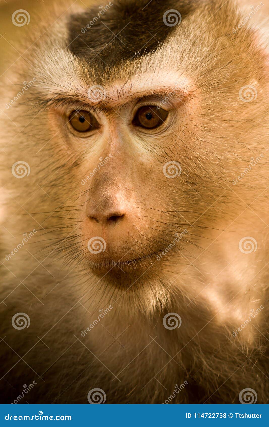 O macaco foto de stock. Imagem de cabelo, cara, wildlife - 114722738