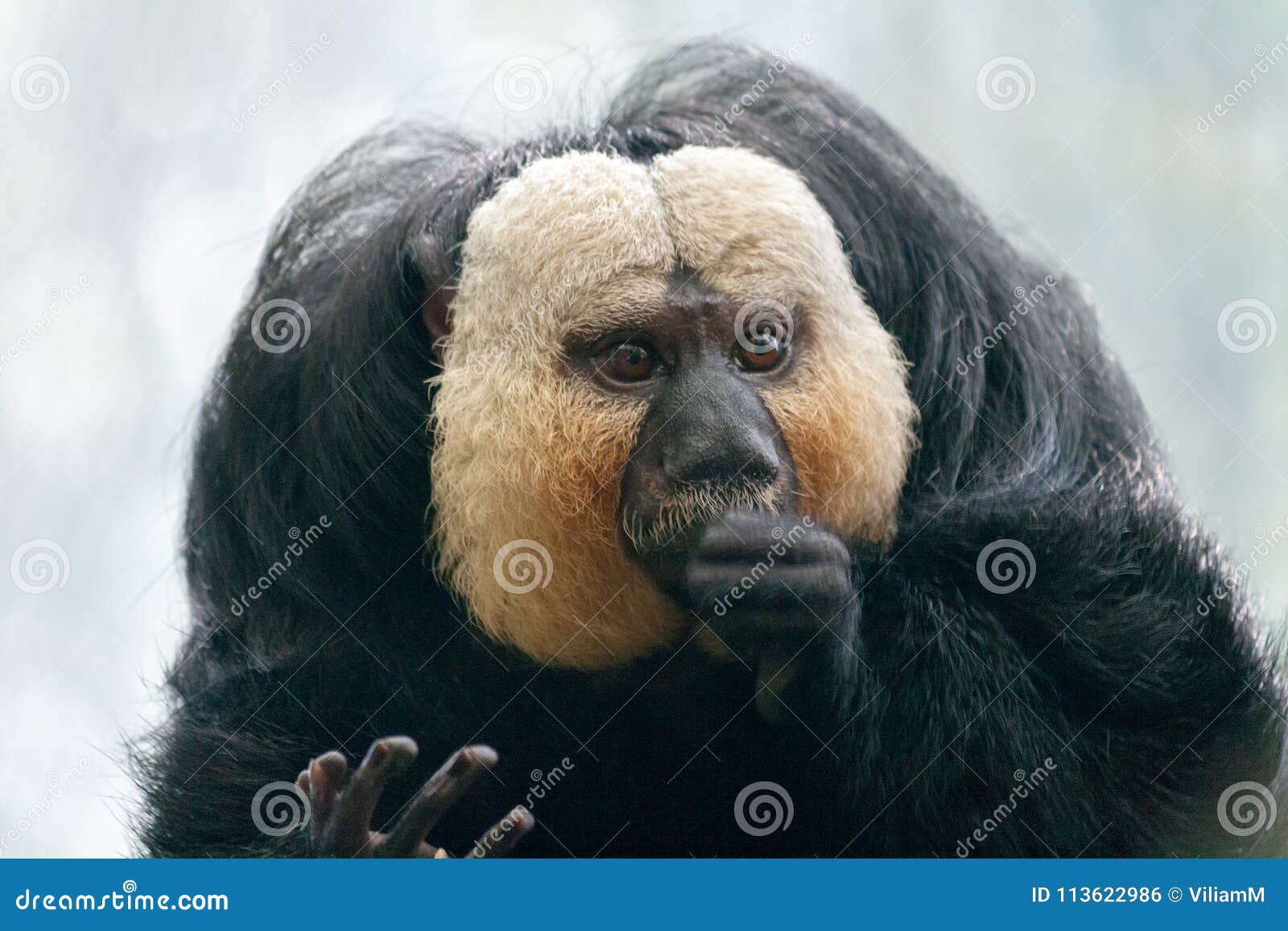 O Macaco Branco-enfrentado Do Pithecia Do Pithecia Do Saki Foto de ...