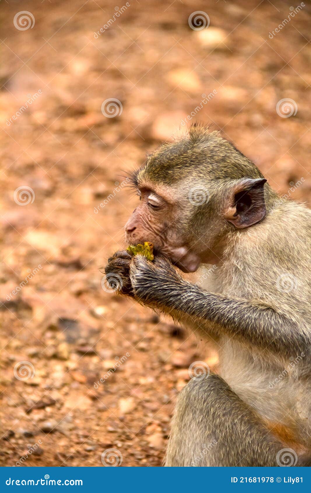 733 O Macaco Come Fruta Fotos - Fotos de Stock Gratuitas e Fotos ...