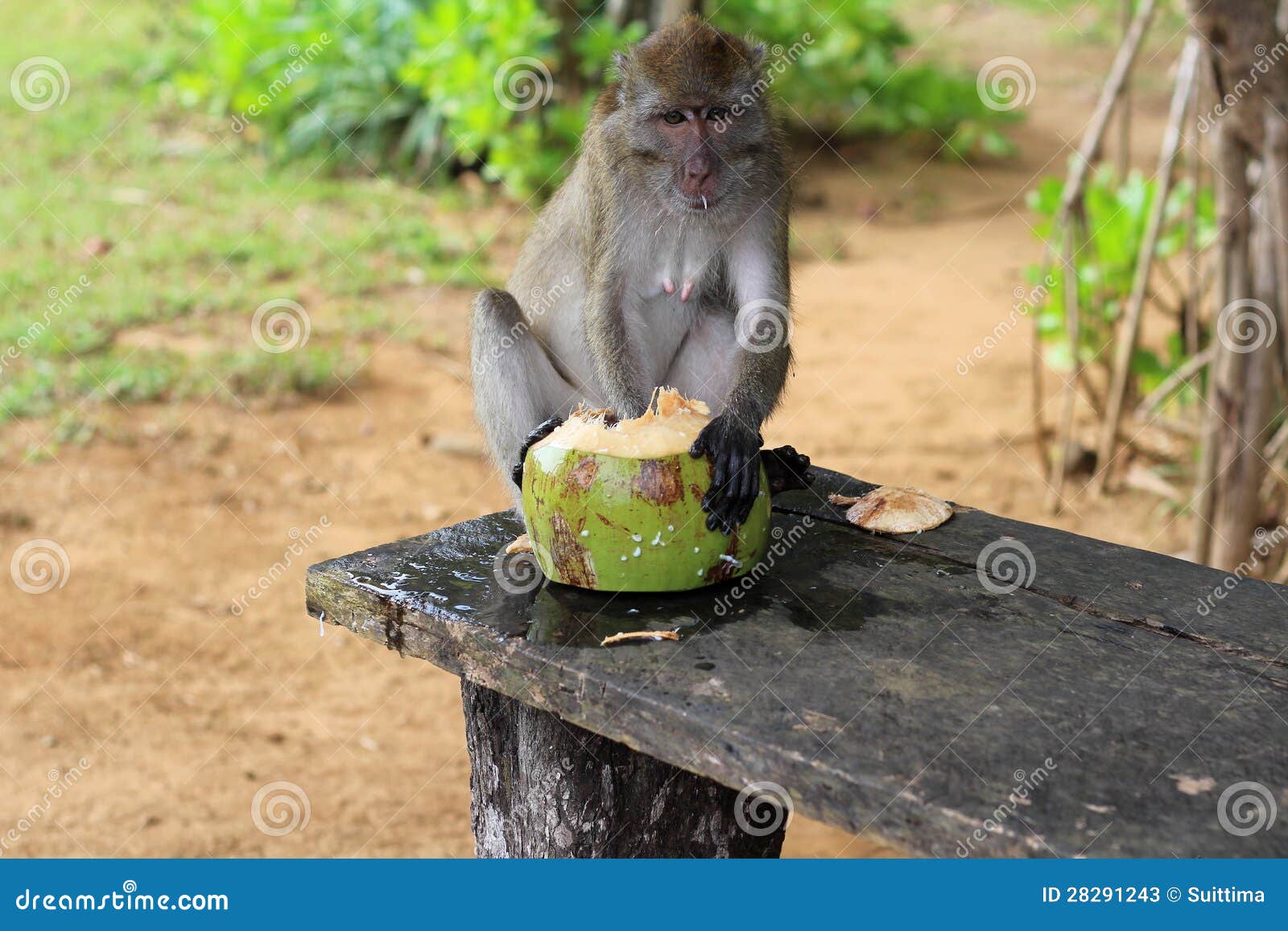 O macaco come o coco imagem de stock. Imagem de nave - 28291243