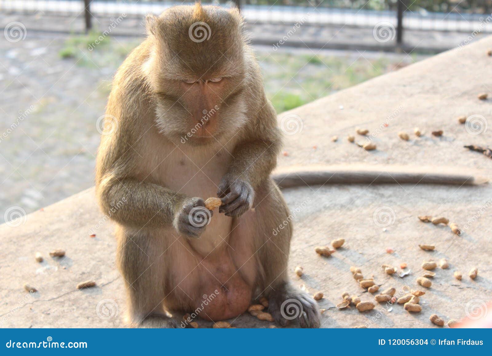 O Macaco Come Fruta Stock Photos - Download 793 Images