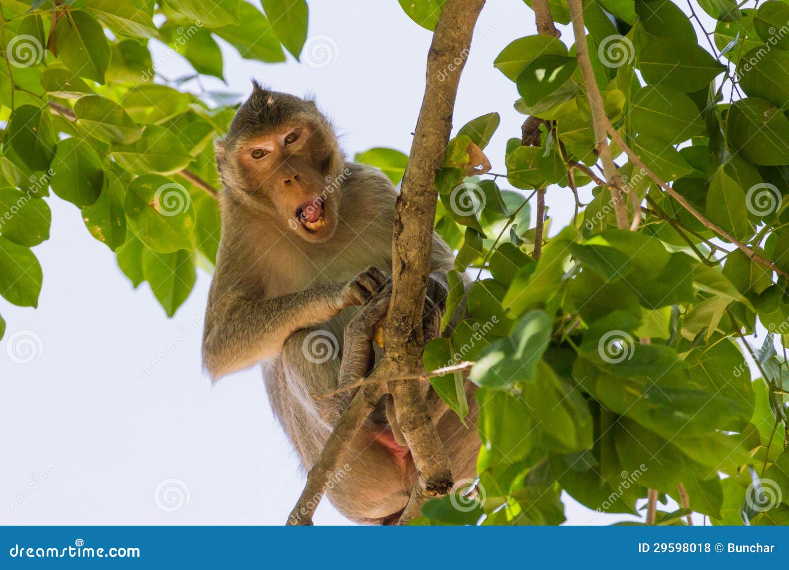 O macaco comer foto de stock. Imagem de floresta, macaco - 29598018