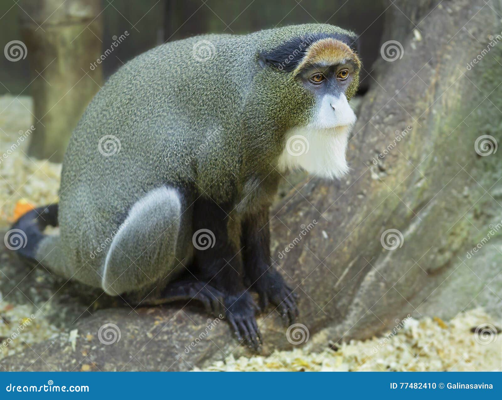 O macaco de Brazza foto de stock. Imagem de avermelhado - 77482410