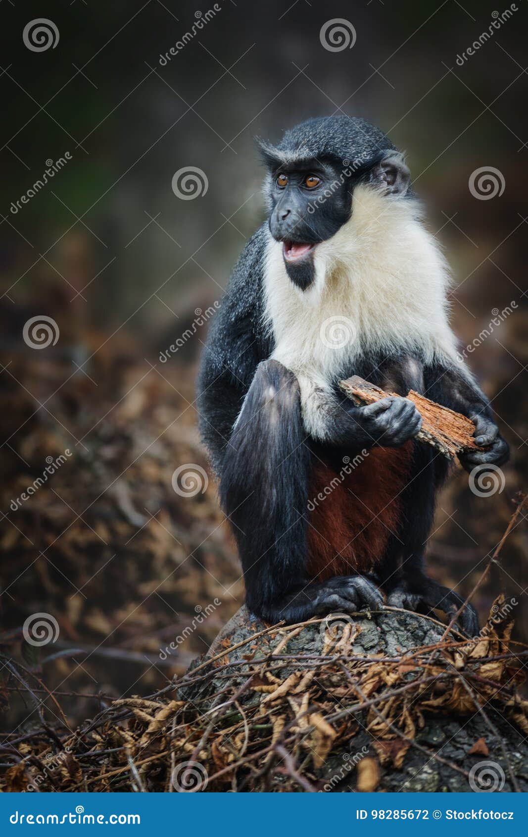 O macaco de Diana foto de stock. Imagem de esfinge, macacos - 98285672