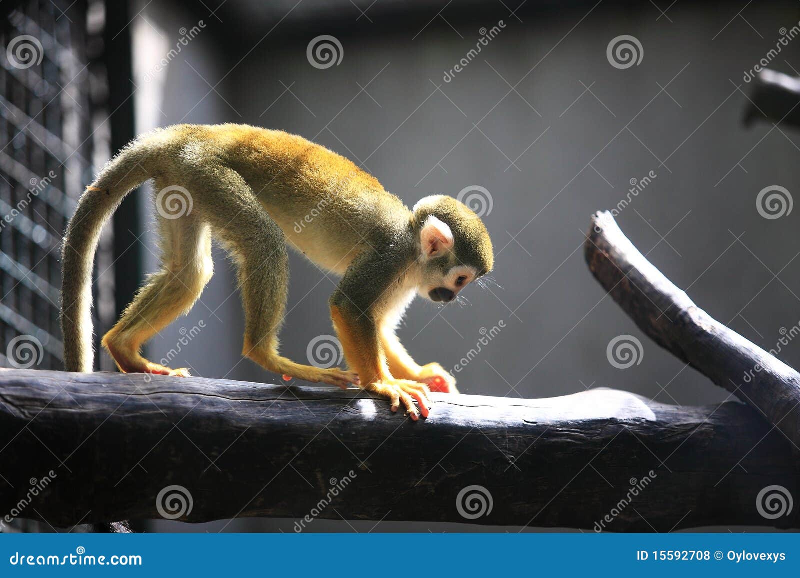 O macaco dourado foto de stock. Imagem de jogo, macaco - 15592708