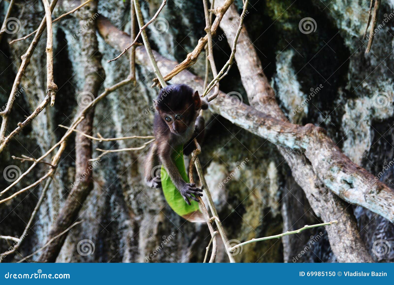 O macaco e o pirulito foto de stock. Imagem de desengate - 69985150