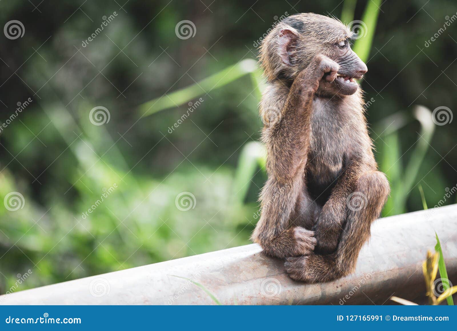 O Macaco Novo Curioso Senta a Espera Imagem de Stock - Imagem de nave ...
