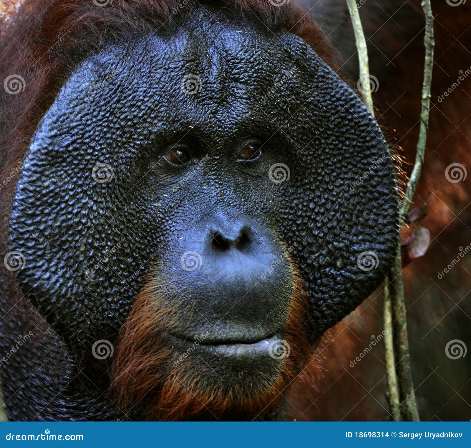 O Macho Adulto Do Orangotango. Foto de Stock - Imagem de sumatrano ...