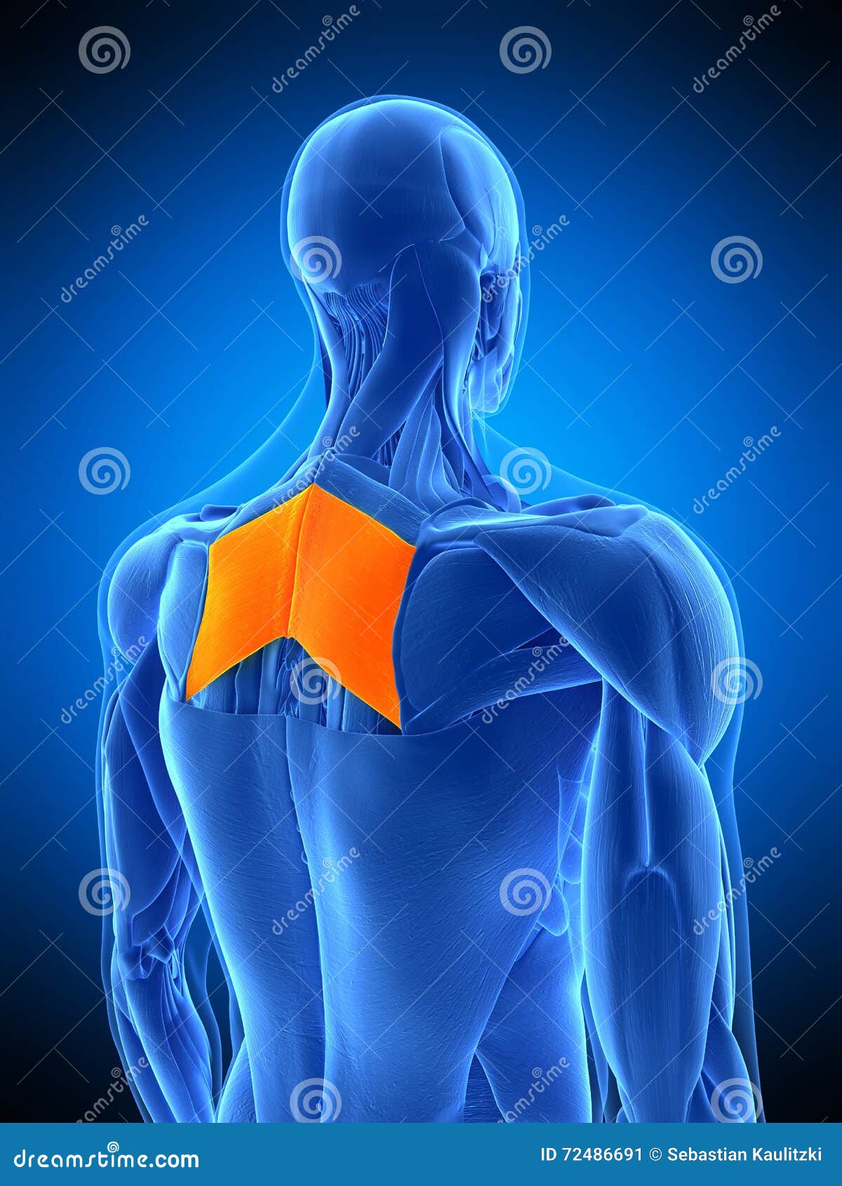 O major romboide ilustração stock. Ilustração de musculatura - 72486691