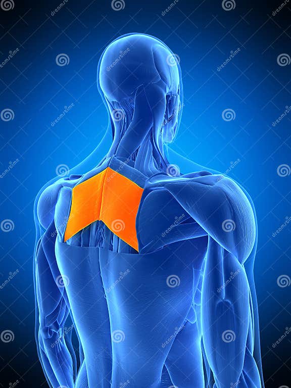 O major romboide ilustração stock. Ilustração de musculatura - 72486691