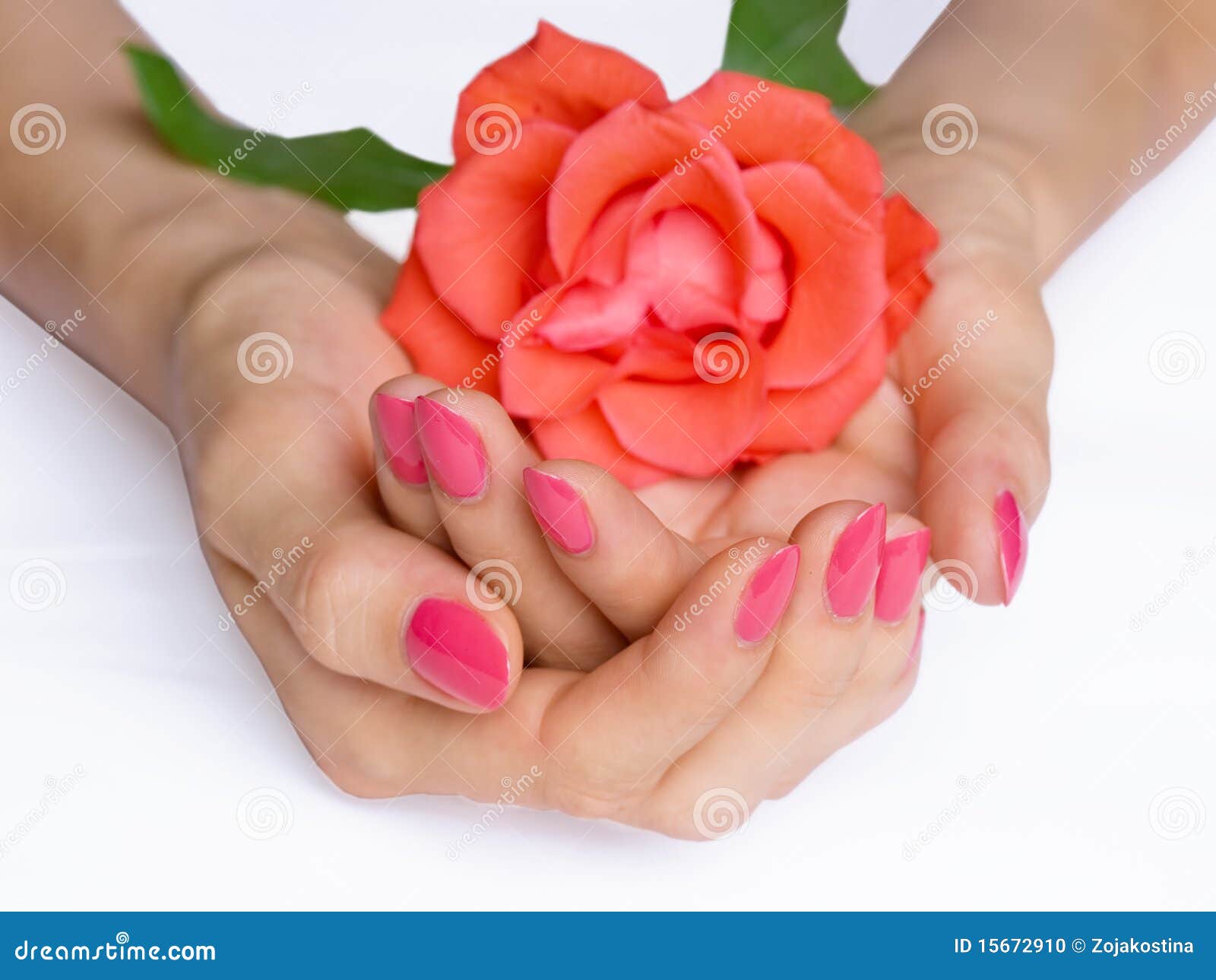 O Manicure E O Escarlate Cor-de-rosa Levantaram-se Foto de Stock ...