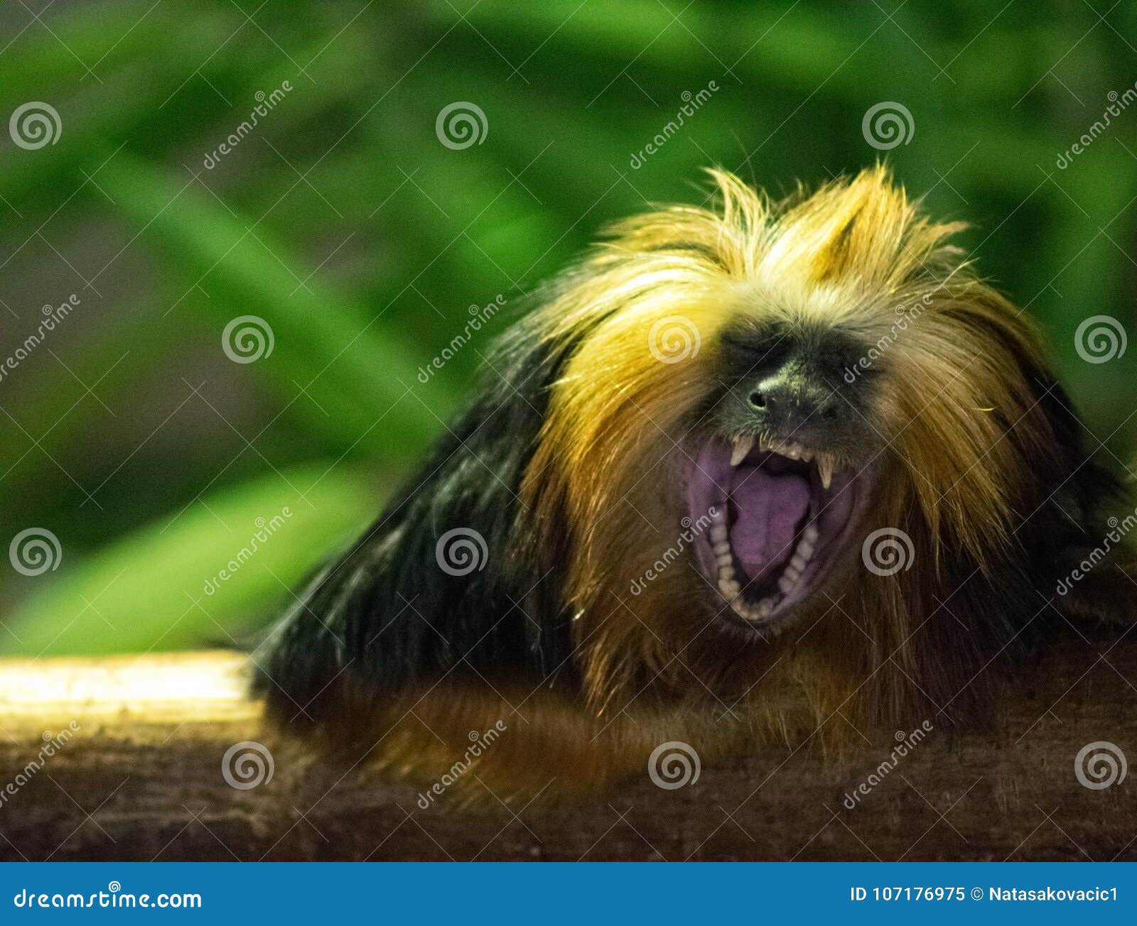 O Marrom, Macaco Distorcido, Peludo Preto Imagem de Stock - Imagem de ...