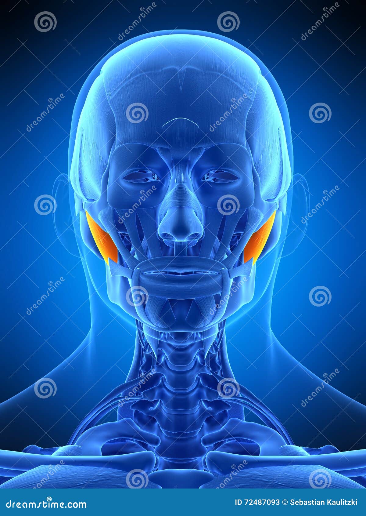 O masseter profundamente ilustração stock. Ilustração de sistema - 72487093