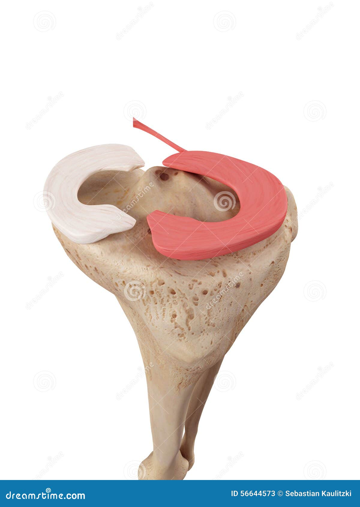 O miniscus lateral ilustração stock. Ilustração de biologia - 56644573