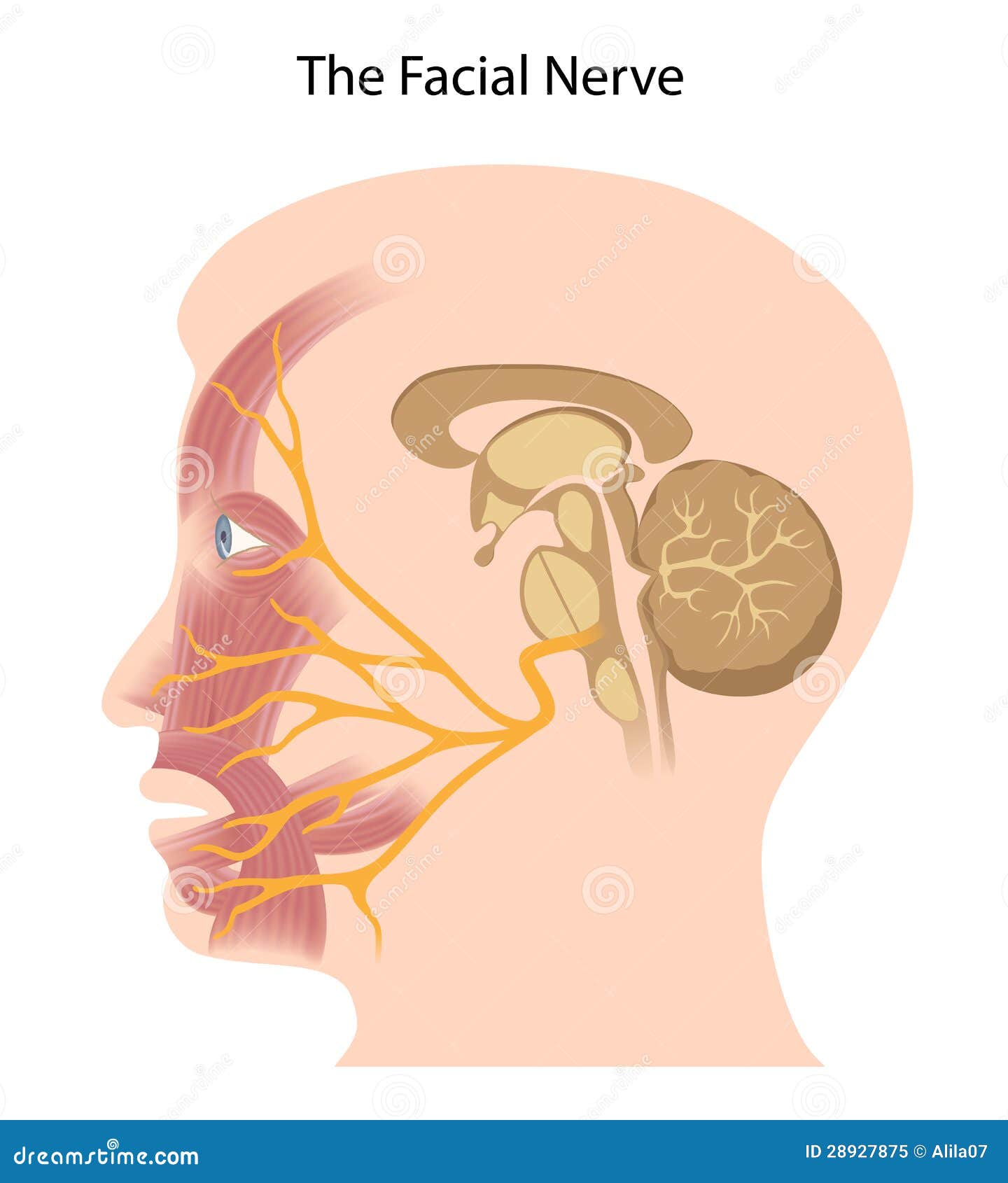 O nervo facial ilustração do vetor. Ilustração de cabeça - 28927875