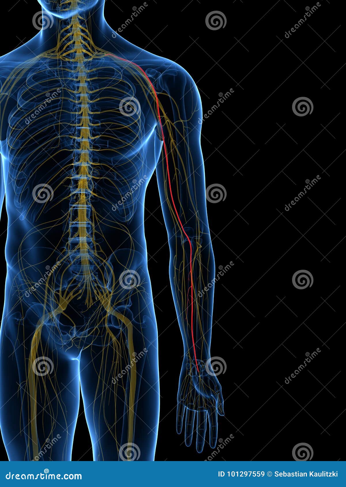 O nervo radial ilustração stock. Ilustração de macho - 101297559