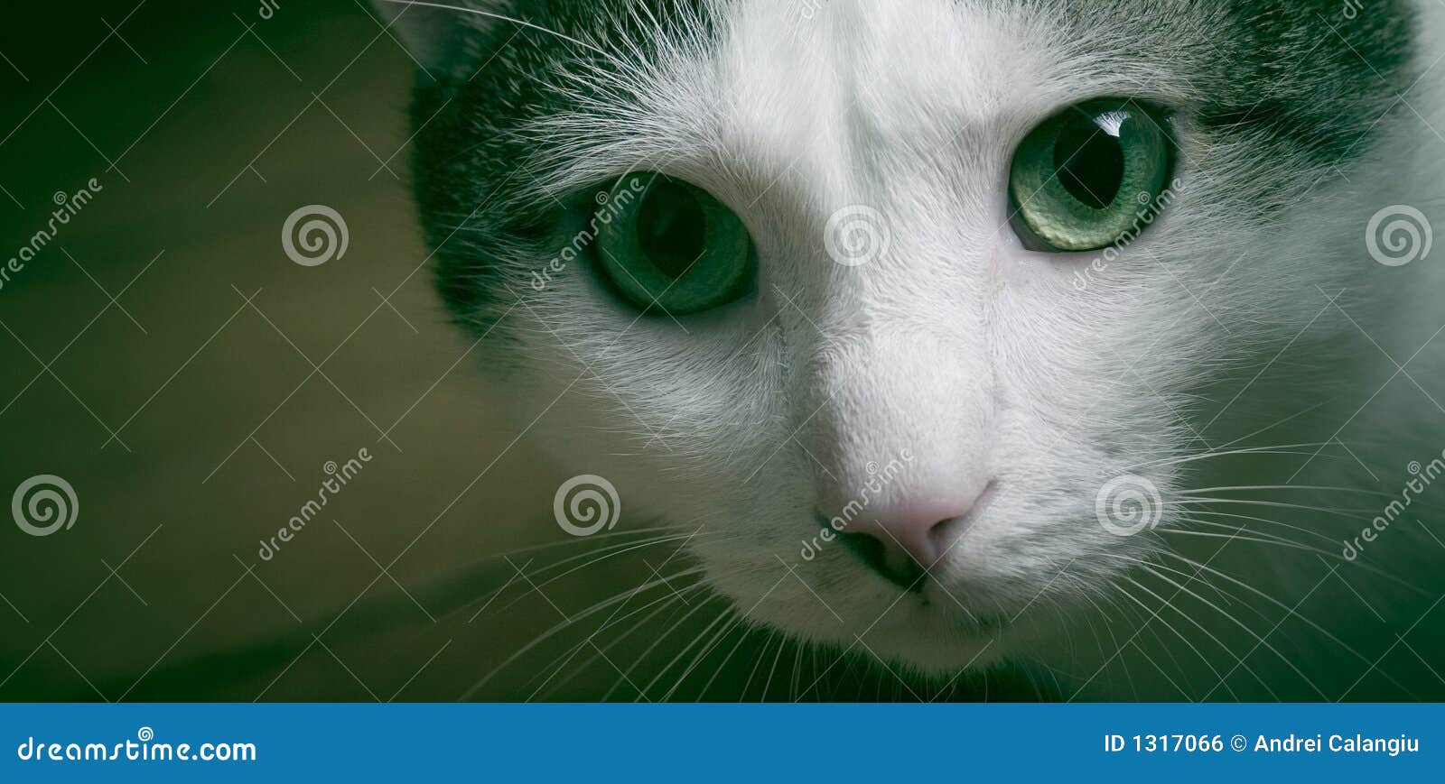 O olhar fixo foto de stock. Imagem de besta, retrato, vigia - 1317066