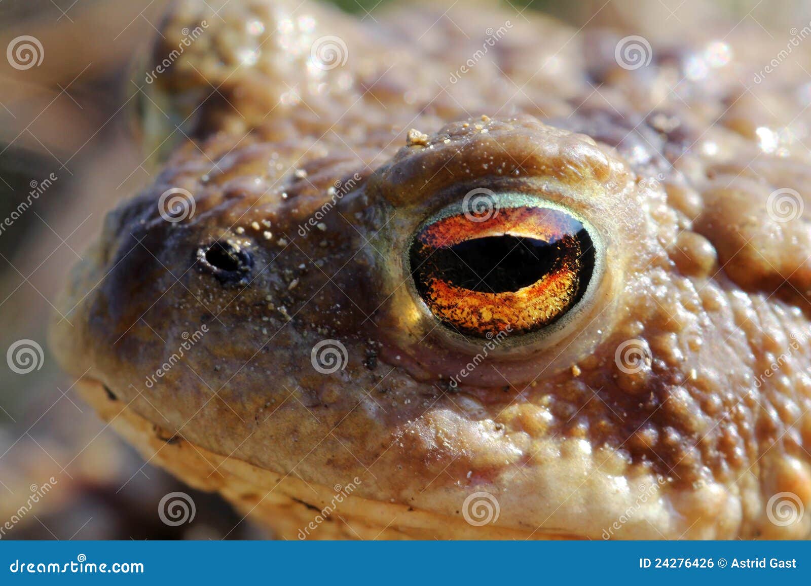 O Olho De Um Sapo Imagem de Stock Royalty Free - Imagem: 24276426