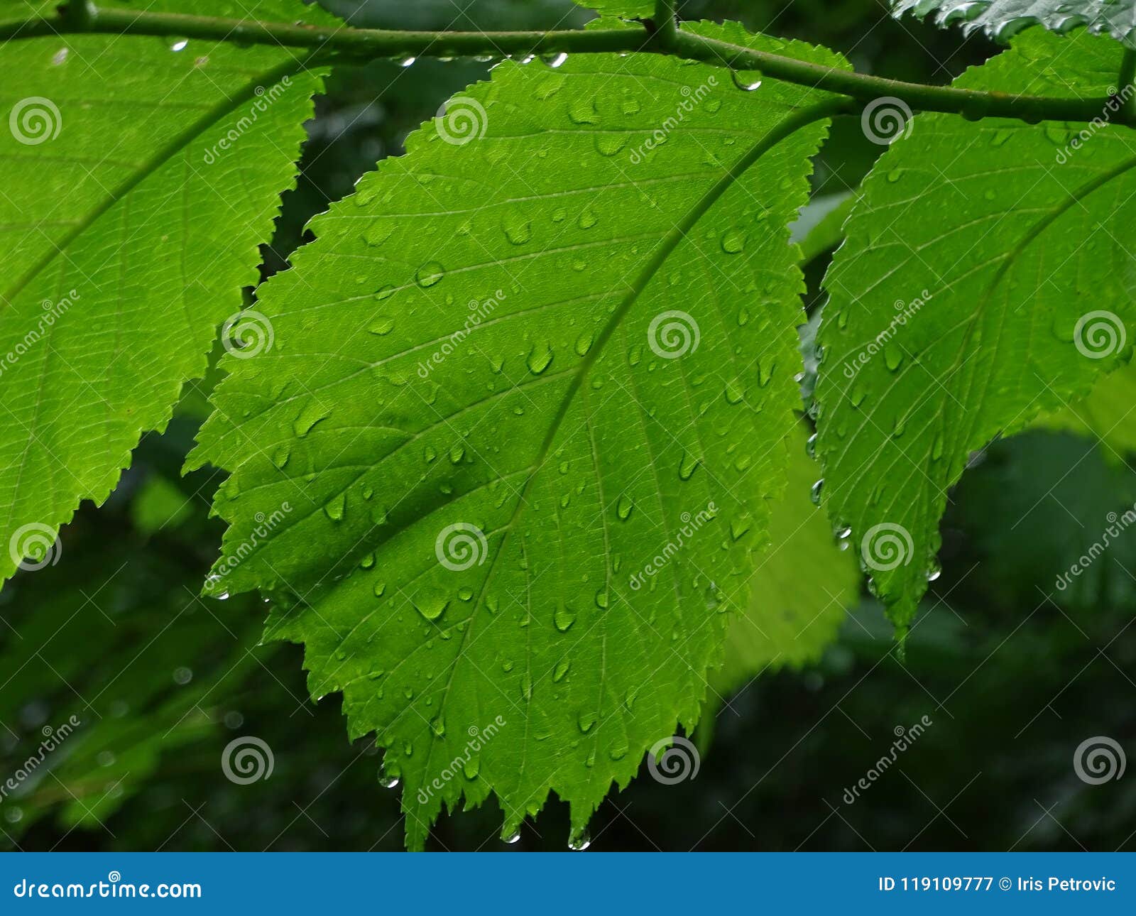 O olmo de wych imagem de stock. Imagem de ciência, fresco - 119109777