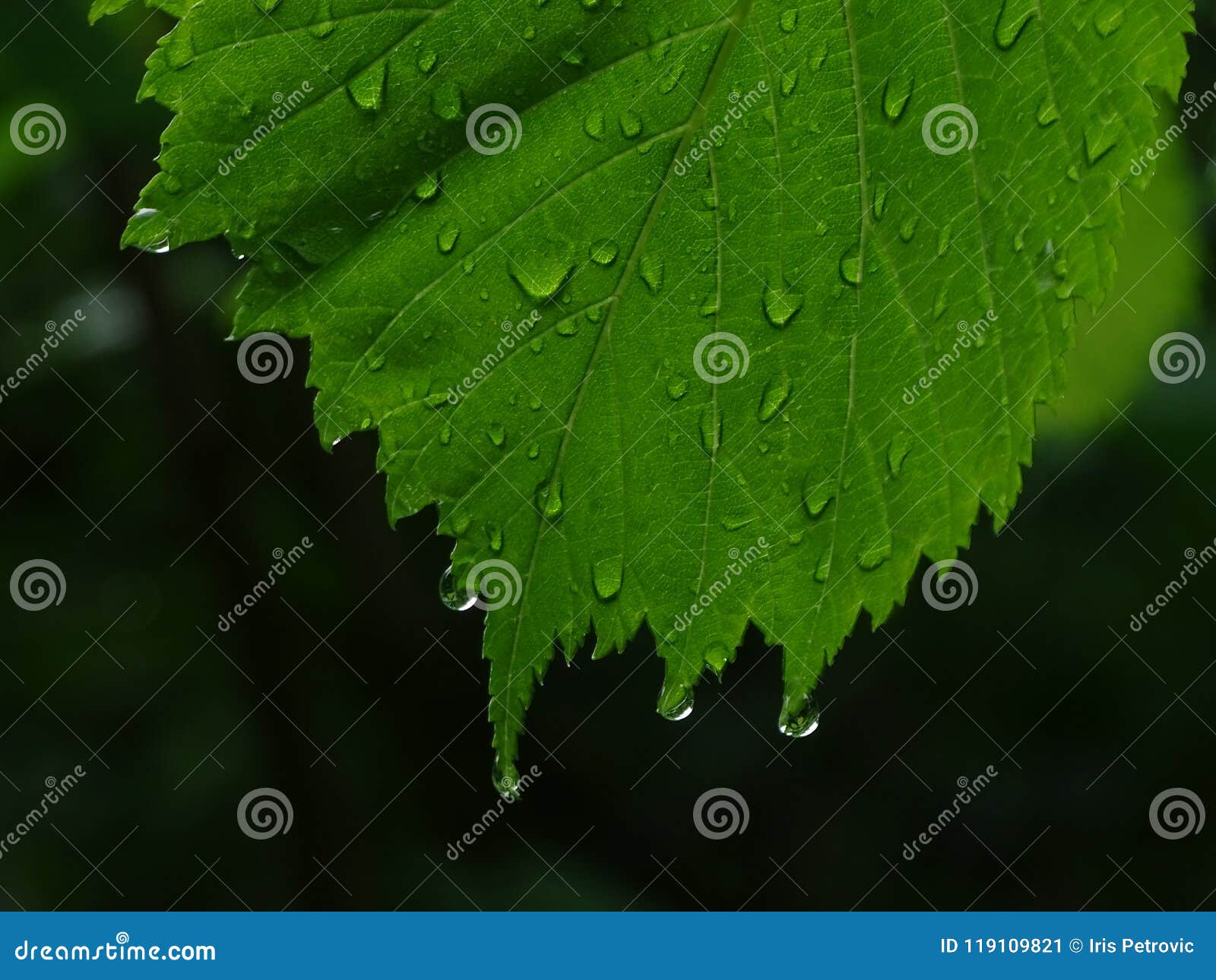 O olmo de wych imagem de stock. Imagem de ecologia, botânica - 119109821