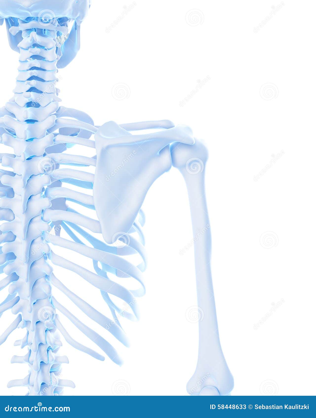 O ombro ilustração stock. Ilustração de artwork, esqueleto - 58448633