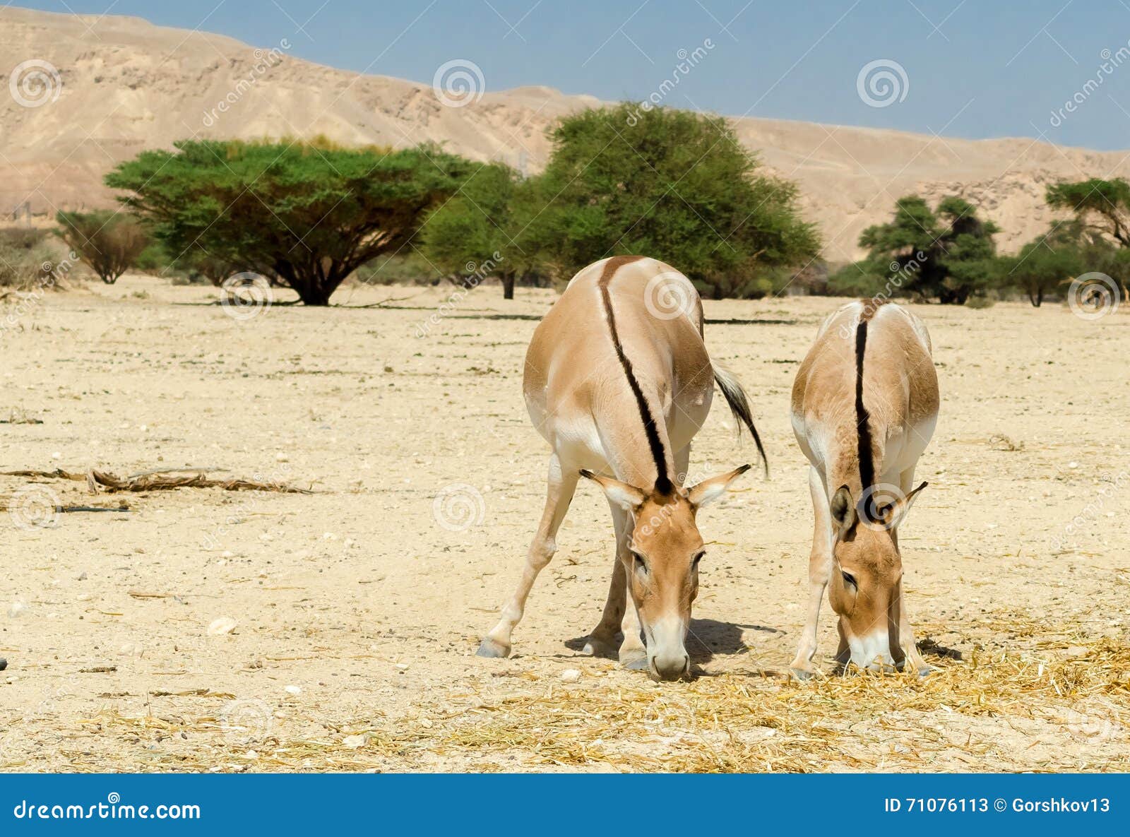O Onagro (hemionus Do Equus) Imagem de Stock - Imagem de selvagem ...