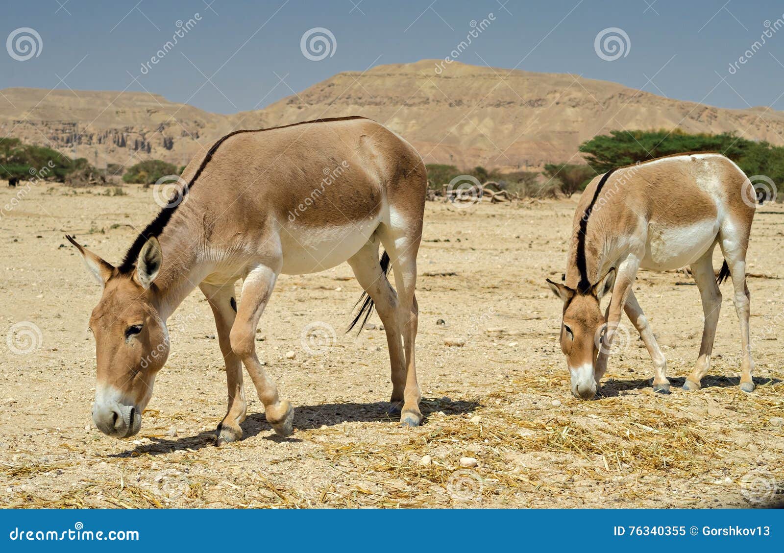 O Onagro (hemionus Do Equus) Imagem de Stock - Imagem de endangered ...