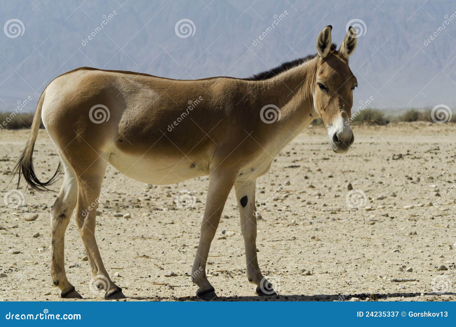 O Onagro Israel Fotos - Fotos de Stock Gratuitas e Fotos Royalty-Free ...