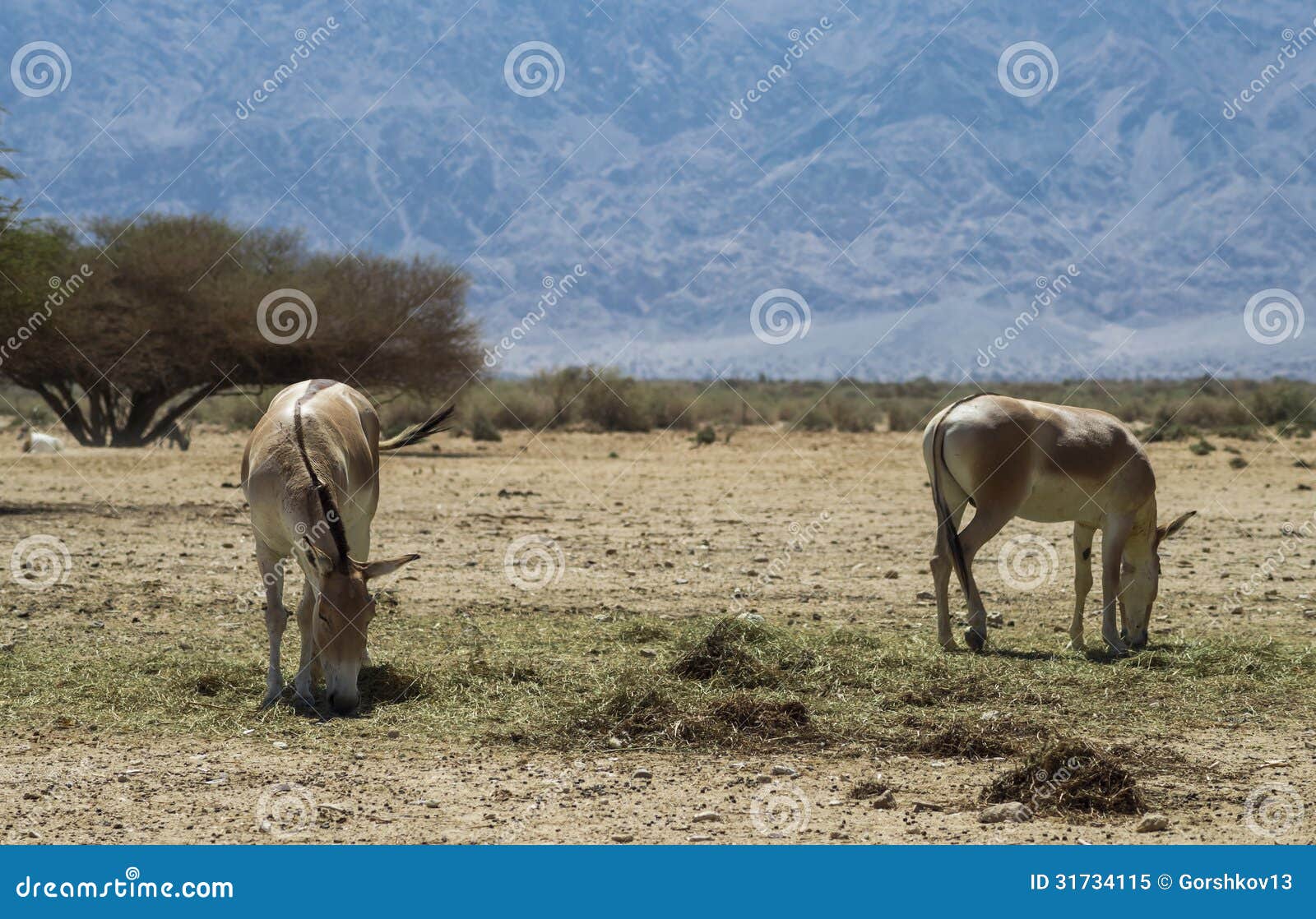 O Onagro Na Reserva Natural Imagem de Stock - Imagem de férias ...