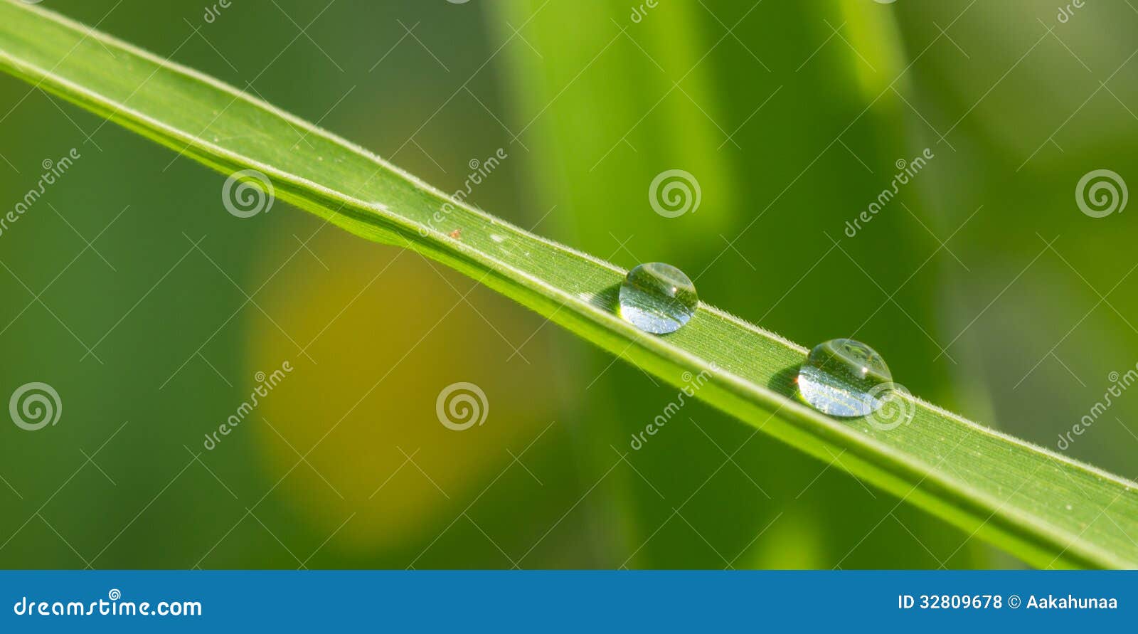 O orvalho foto de stock. Imagem de orvalho, flores, paradeiro - 32809678