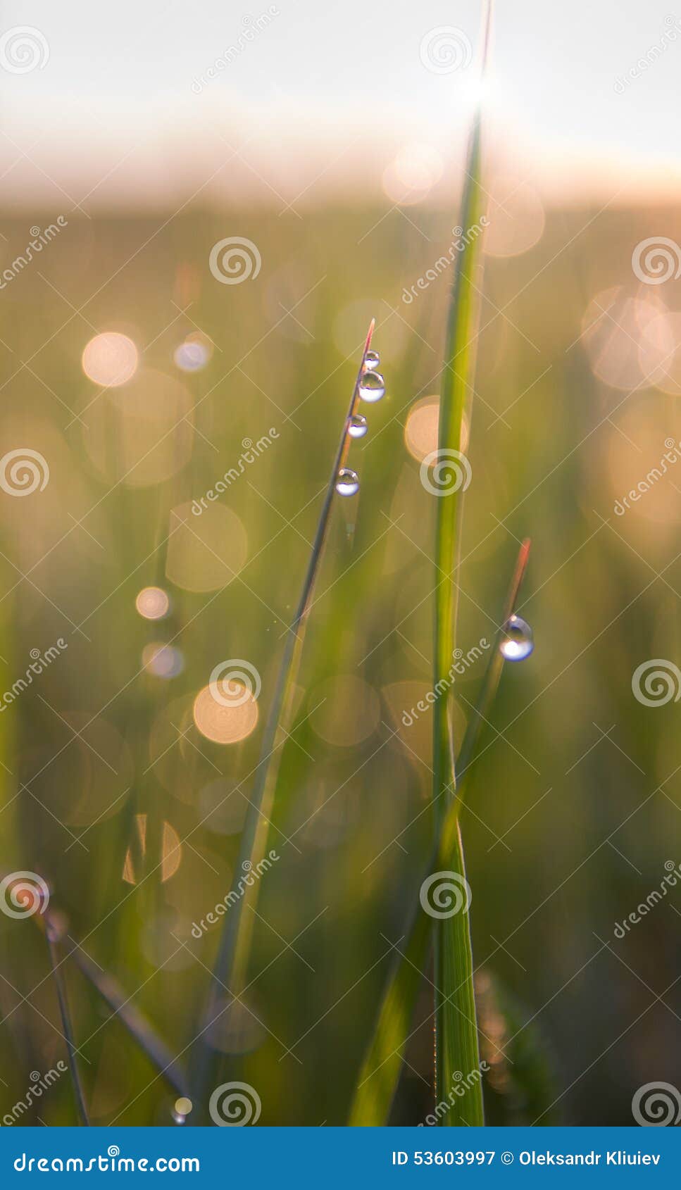 O orvalho da manhã imagem de stock. Imagem de macro, ajardinar - 53603997