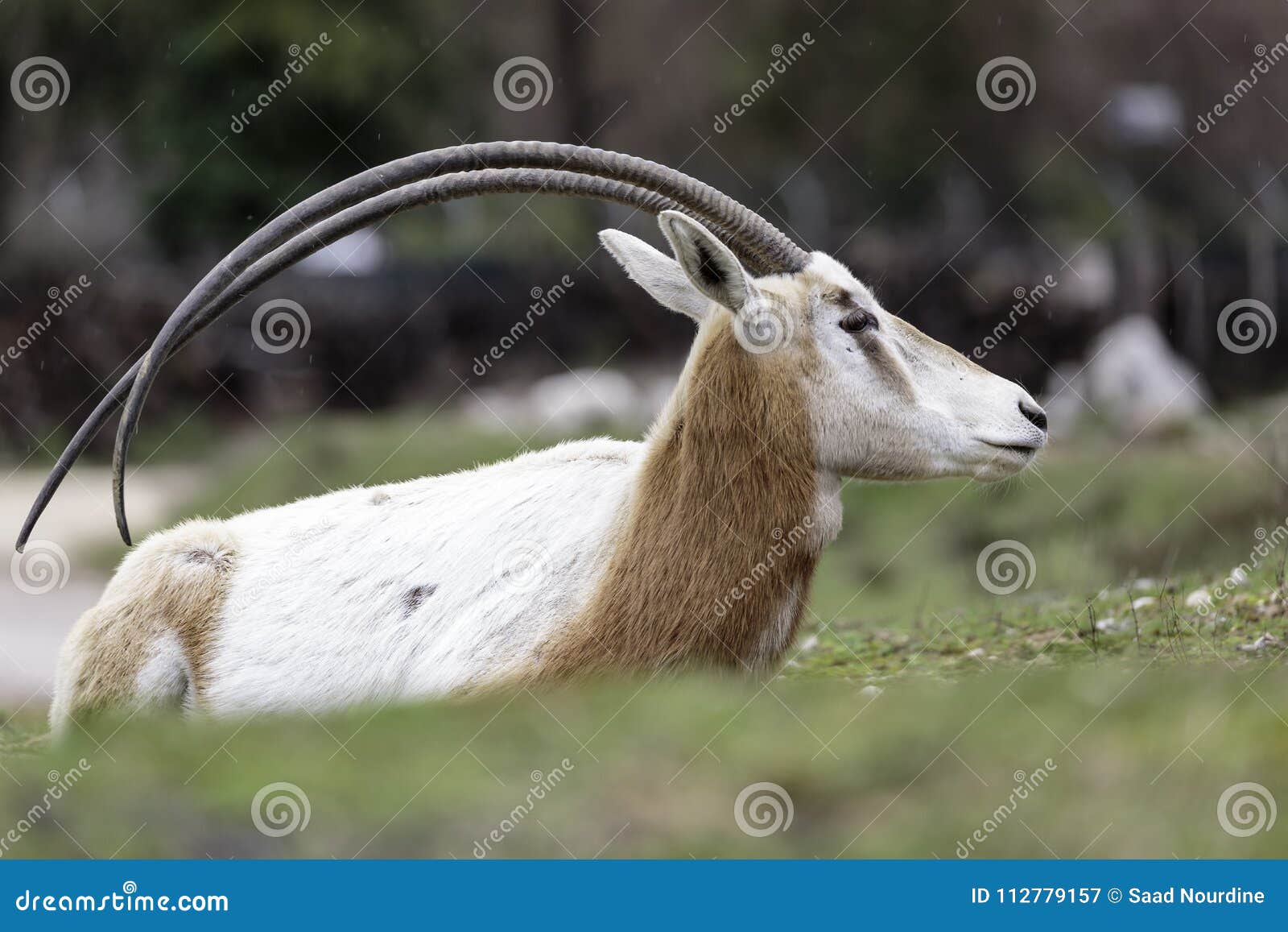 O Oryx Da Cimitarra Ou O Dammah Cimitarra-horned Do Oryx Do Oryx Imagem ...