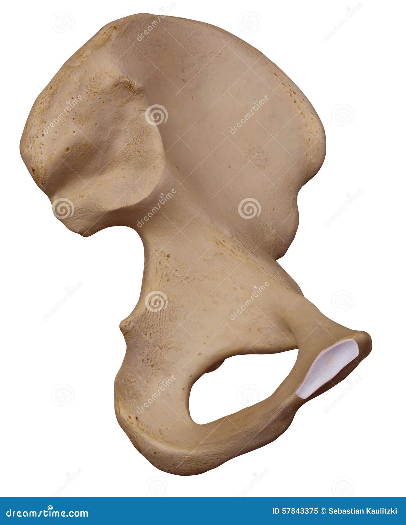 O osso anca ilustração stock. Ilustração de medial, biomédico - 57843375