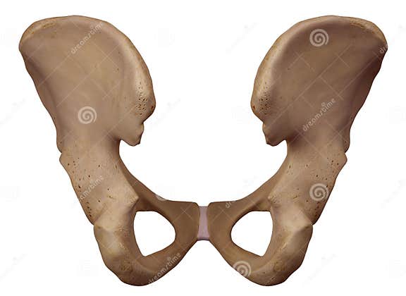 O osso anca ilustração stock. Ilustração de esqueletal - 57843716