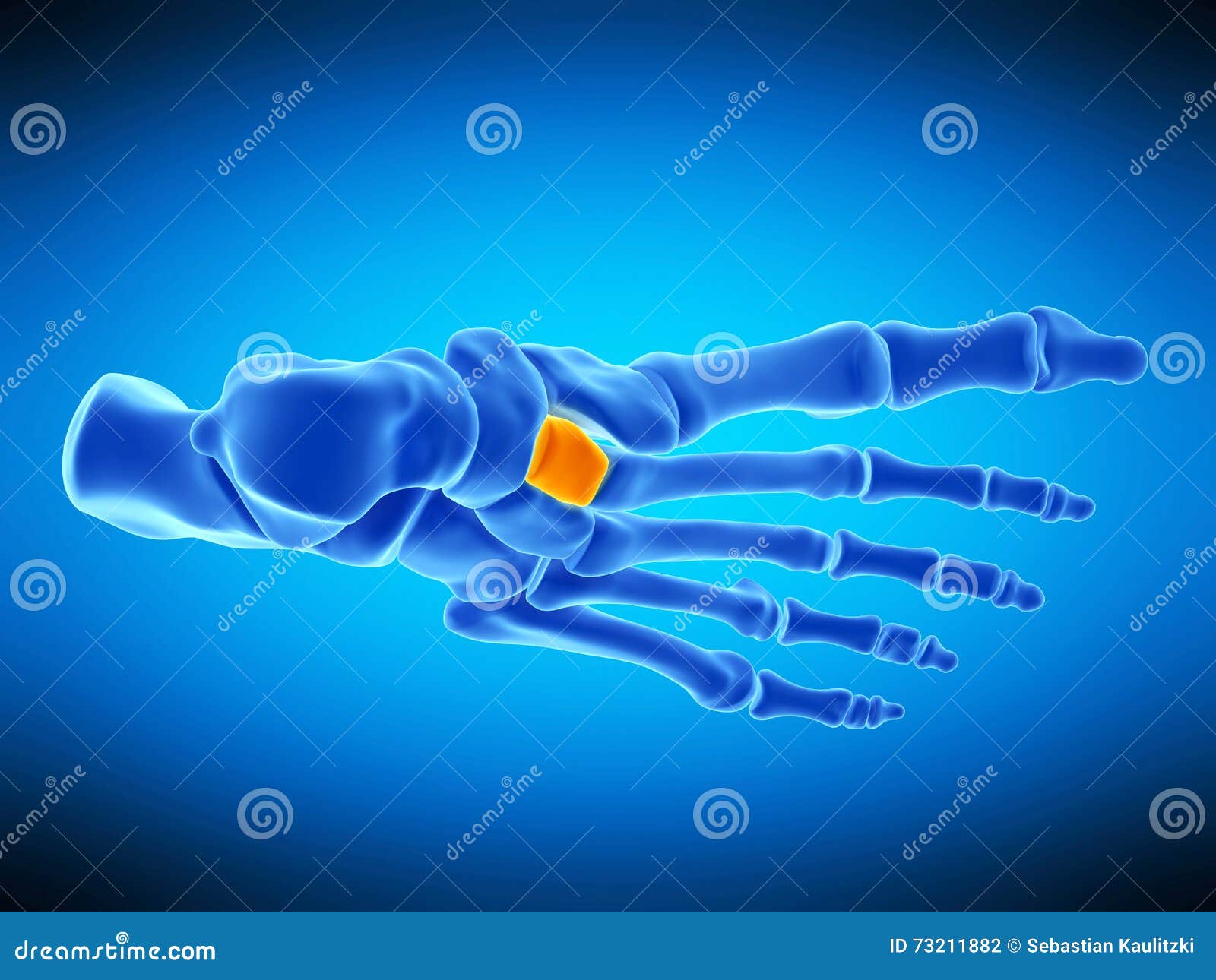 O Osso Cuneiforme Intermediário Ilustração Stock - Ilustração de ...